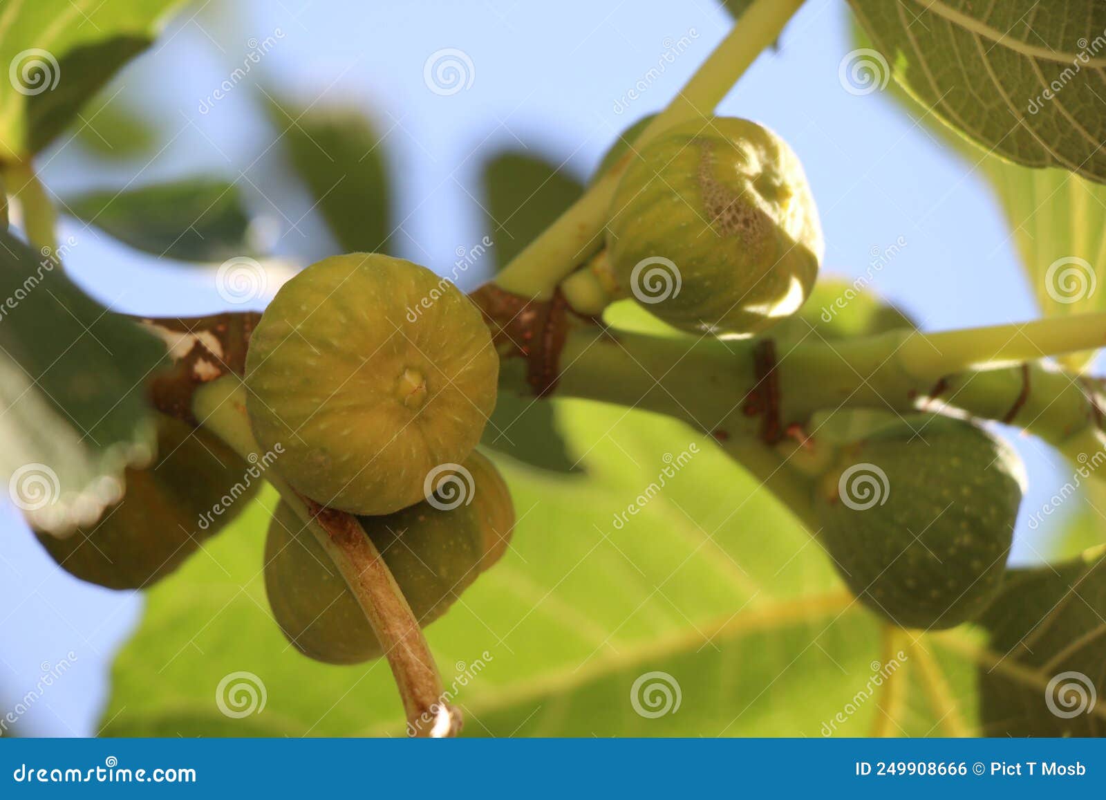 Figs on tree stock photo. Image of leaf, tunisia, food - 249908666