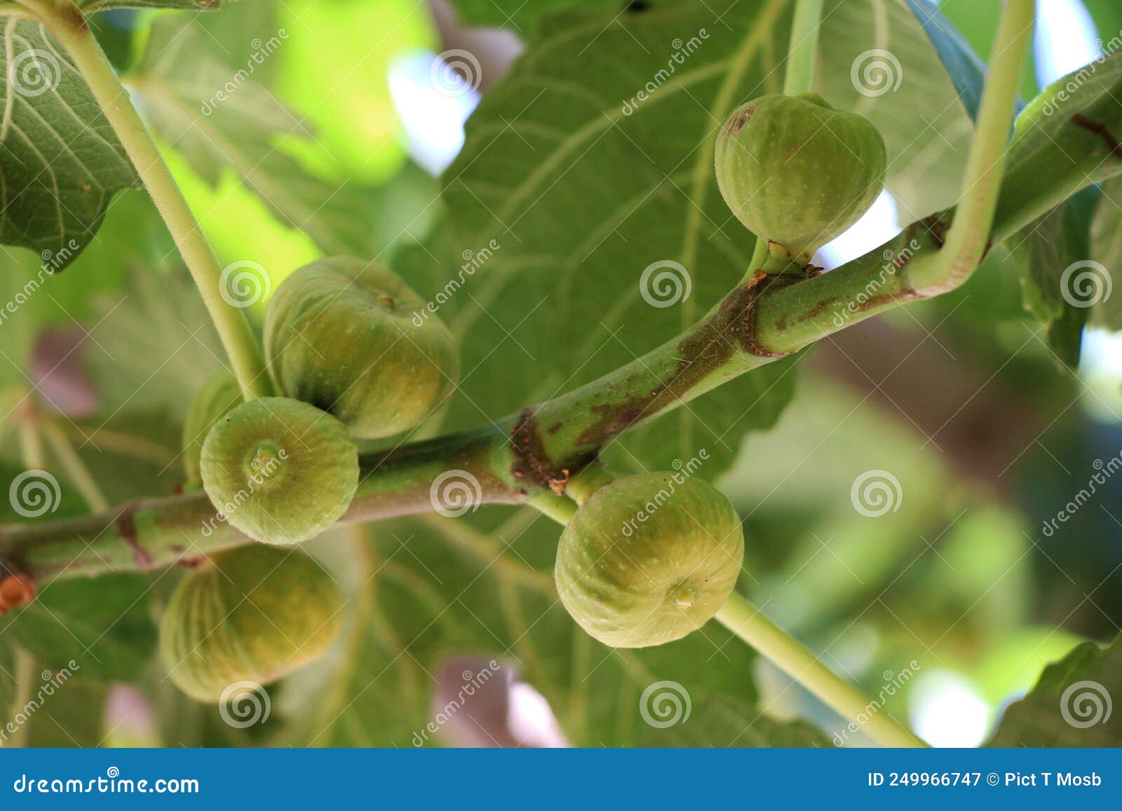 Figs on tree stock image. Image of flora, deciduous - 249966747