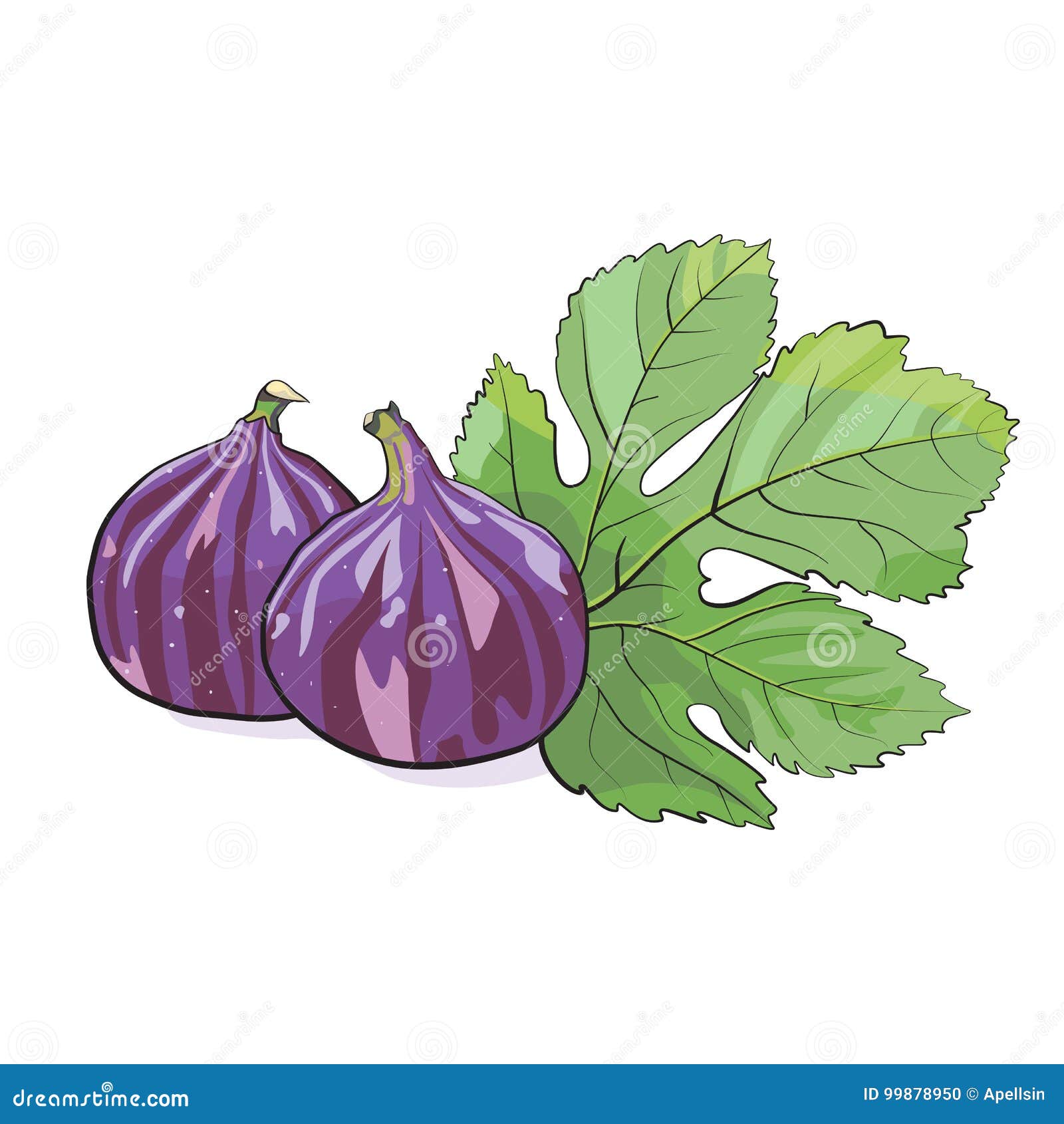 Figs Stock Illustrations – 3,352 Figs Stock Illustrations, Vectors ...