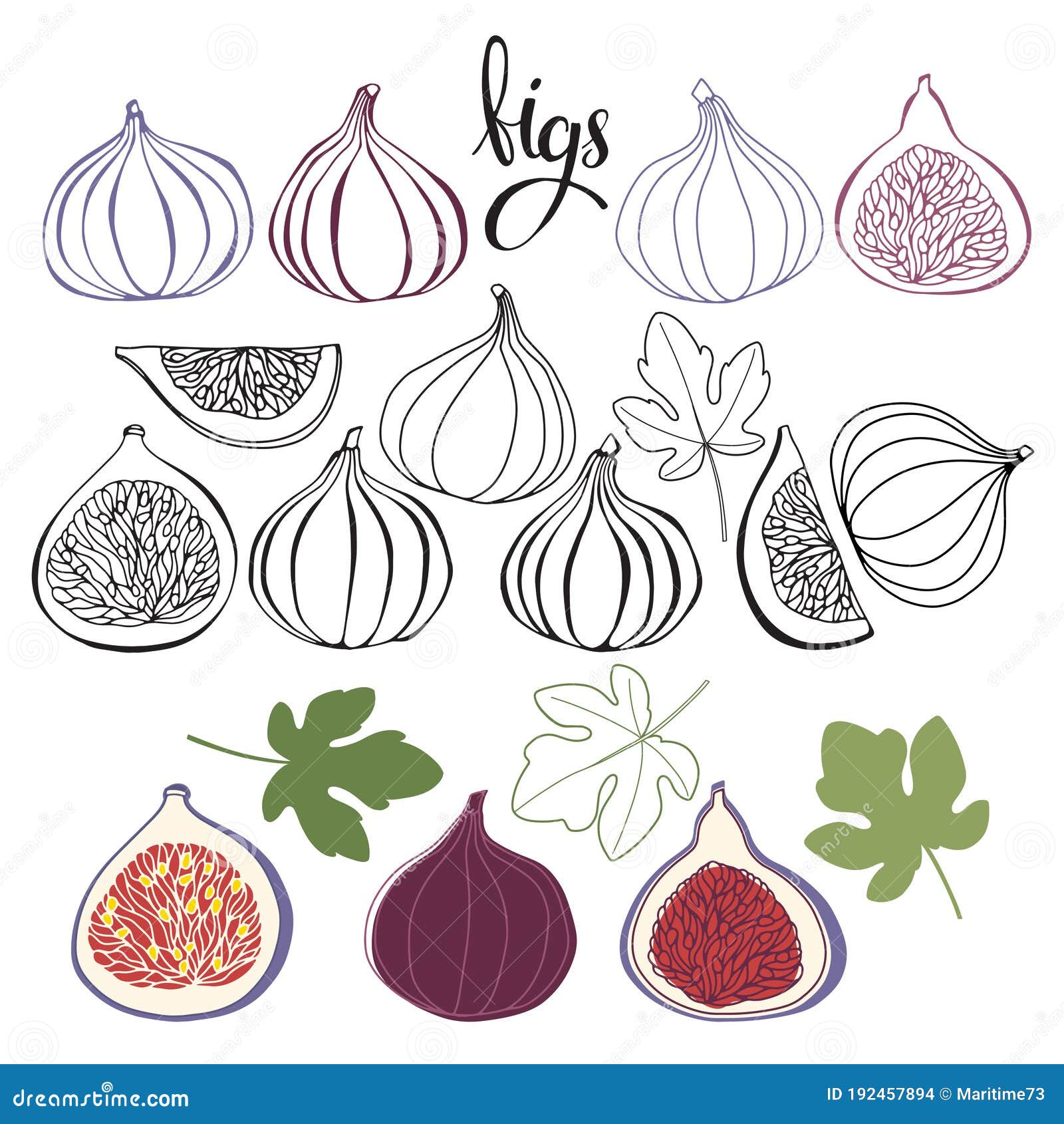 Figs. Vector Hand-drawn Illustration on a White Background. Collection ...