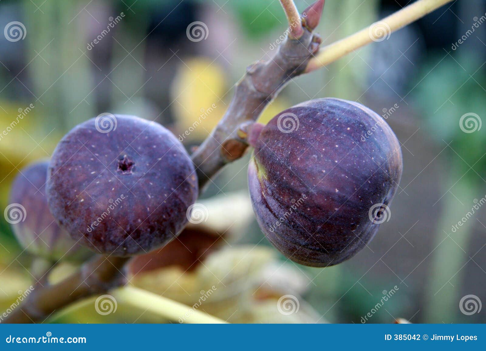 Figs on the Vine stock photo. Image of yellow, leaf, purple - 385042