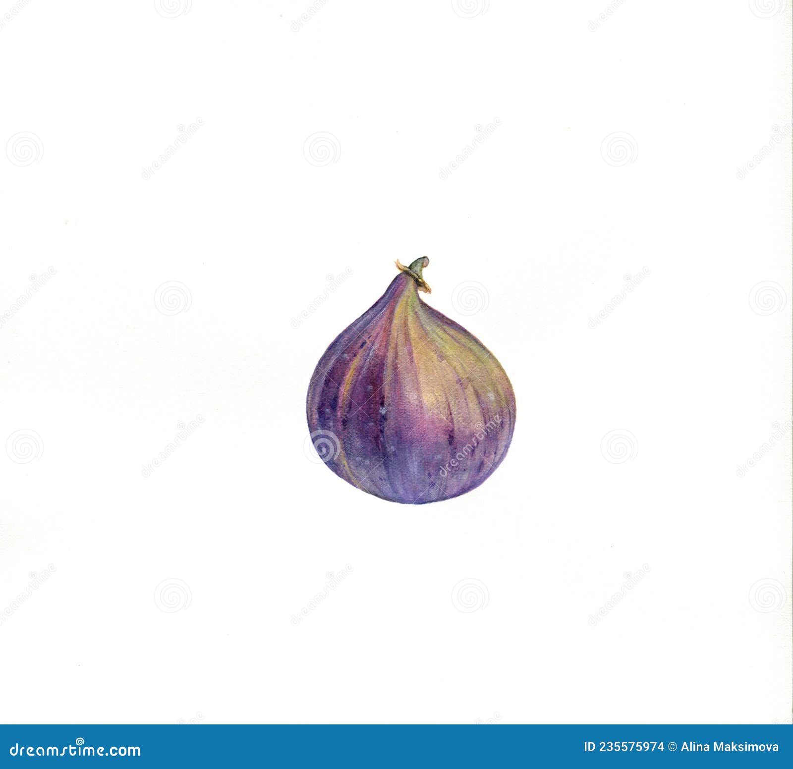 Figs Watercolor Hand Drawing Illustration. Royalty-Free Cartoon ...