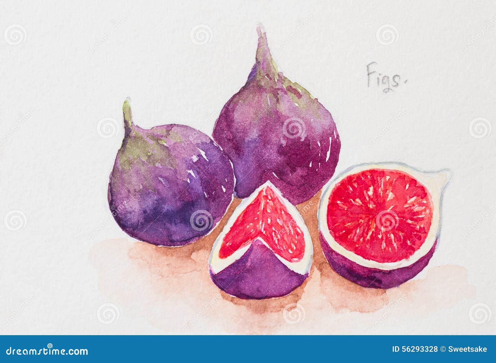 Figs watercolor painted stock illustration. Illustration of painting ...