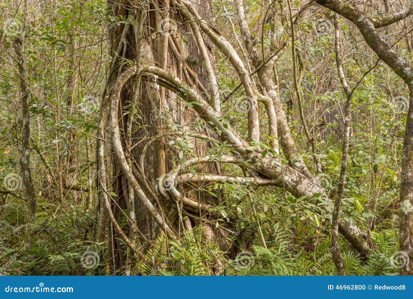 Figuier D'étrangleur De La Floride Photo stock - Image du ficus, aura ...