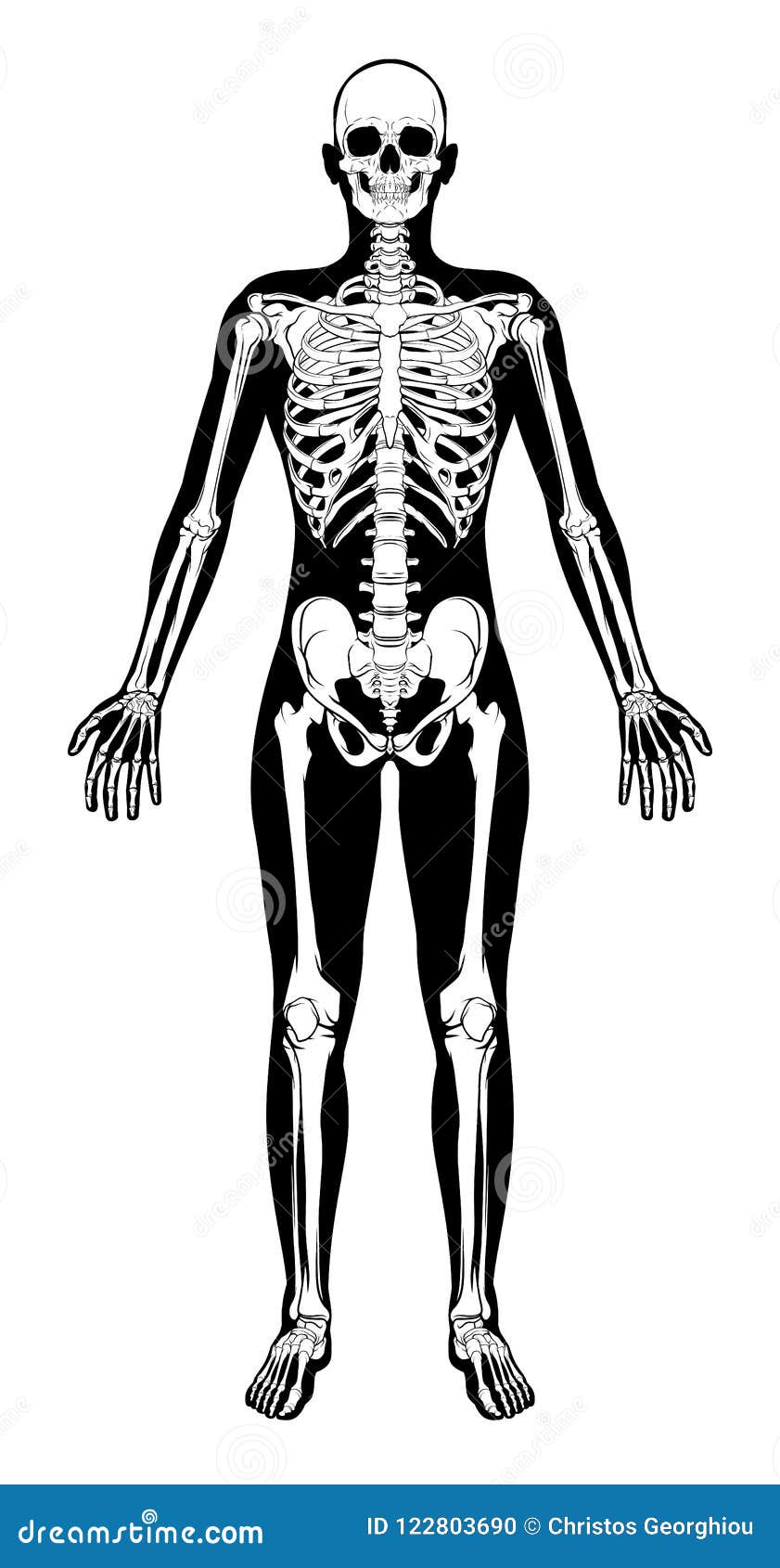 Figura Di Scheletro Umana Siluetta Medica Illustrazione Vettoriale ...