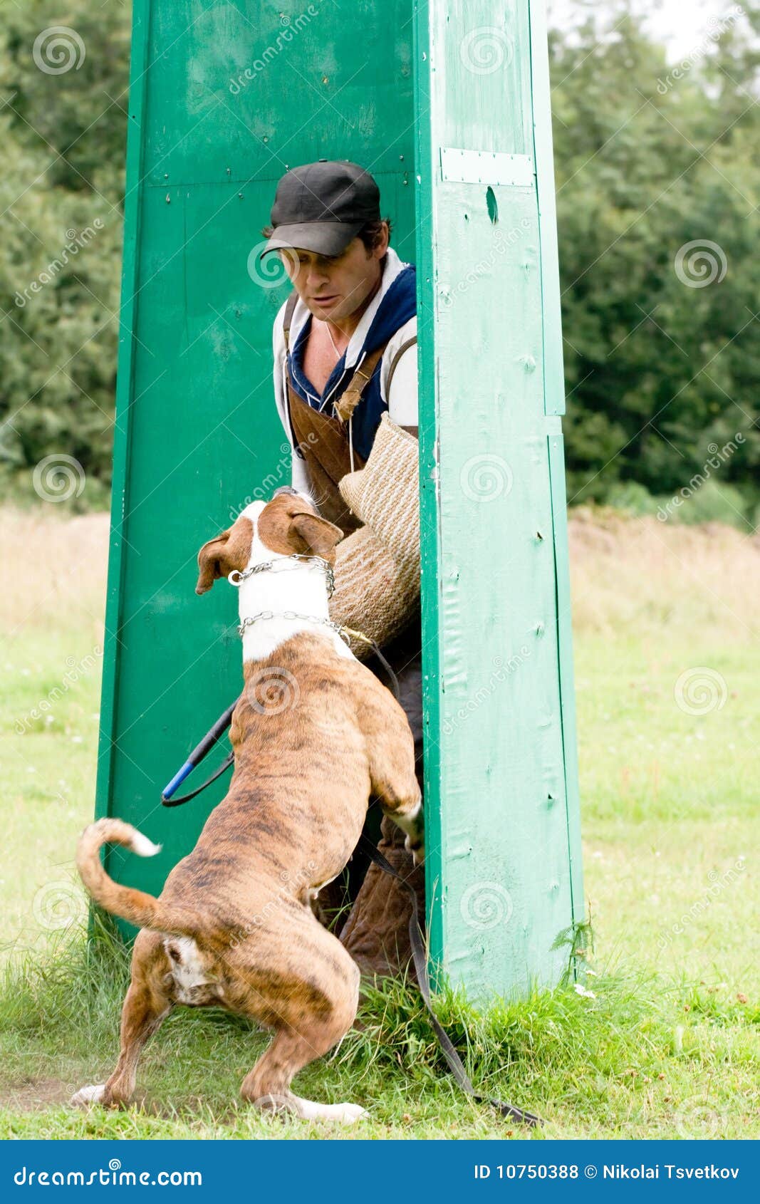 Figurant and American Bulldog at Work Stock Photo - Image of bark ...