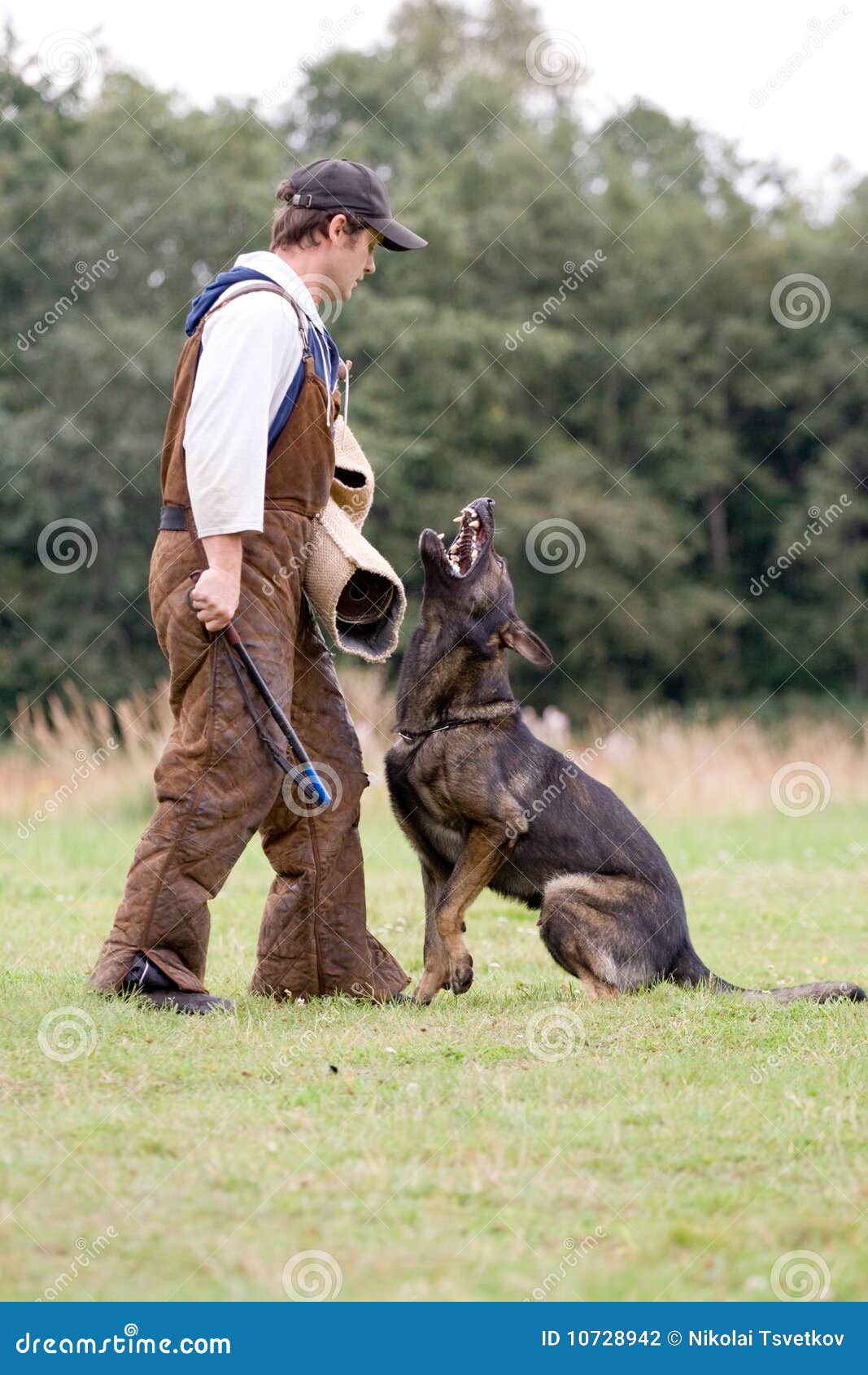 Figurant and German Shepherd at Work Stock Photo - Image of behavior ...