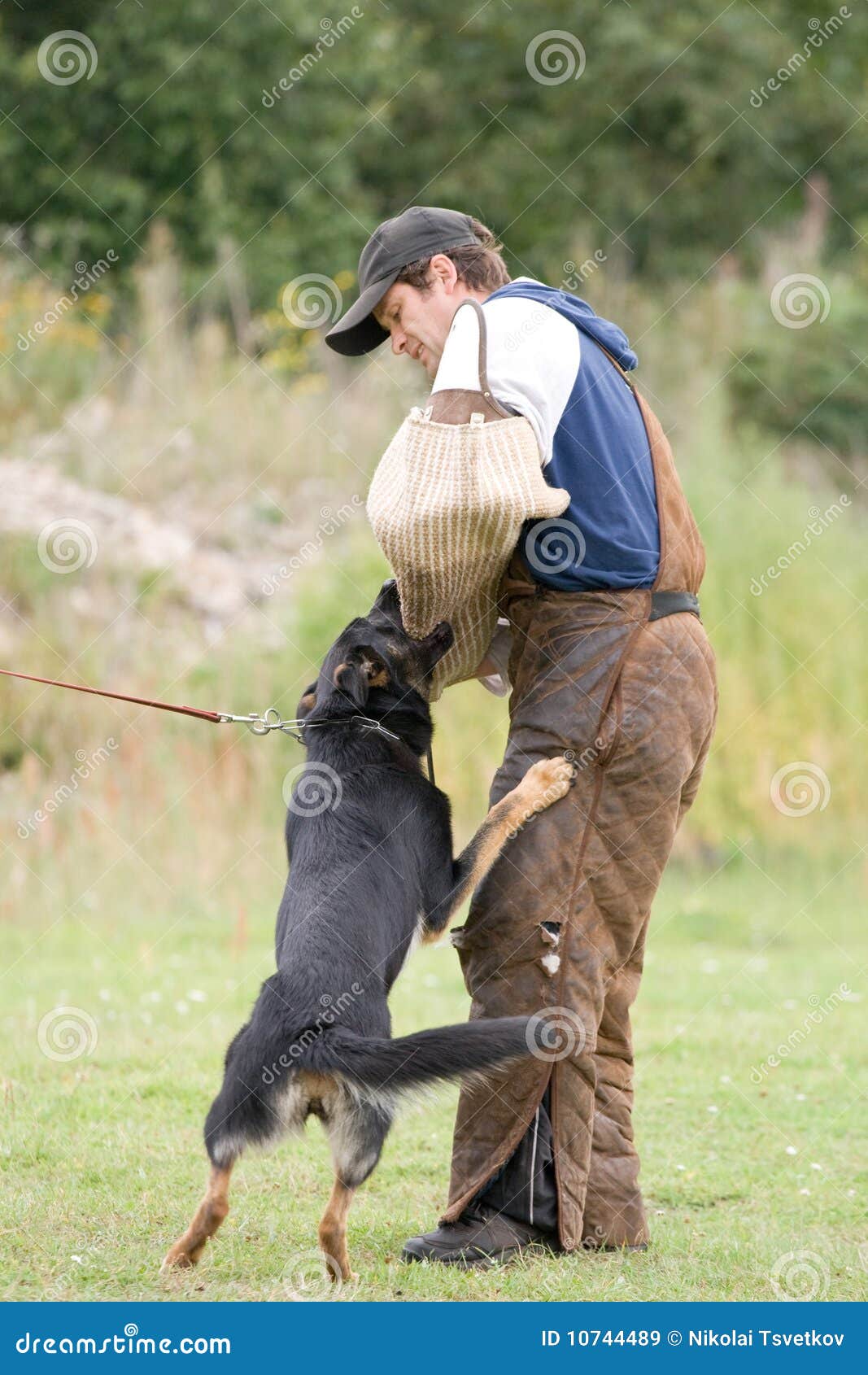 Figurant and German Shepherd at Work Stock Image - Image of partner ...