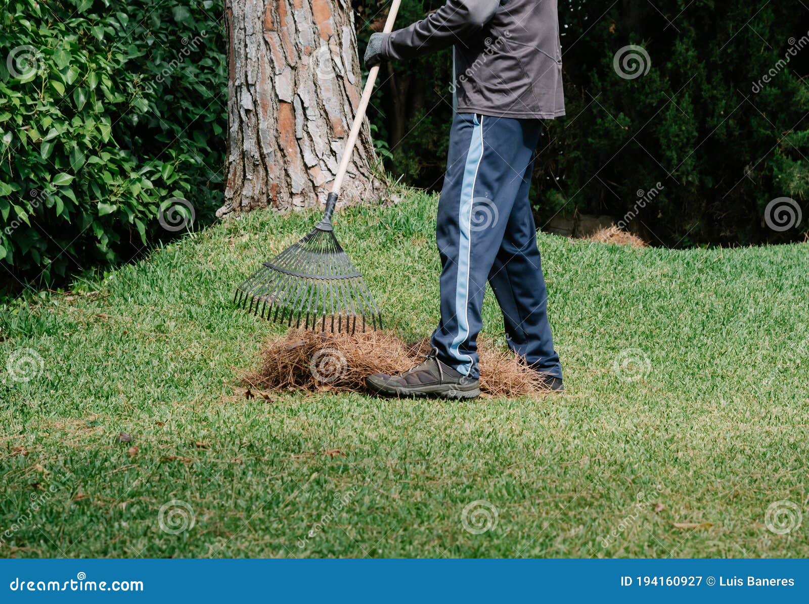 Collecting Pine Cones Royalty-Free Stock Photo | CartoonDealer.com ...