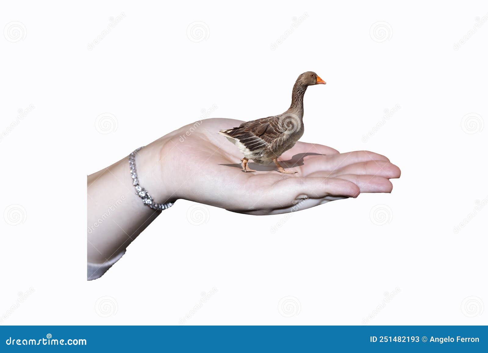 Figure of a Goose on the Palm of the Hand- Stock Image - Image of white ...