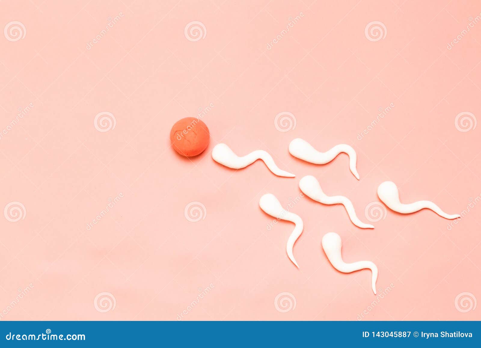 Human Sperm In The Testis Morphology Under Microscope Stock Photography ...