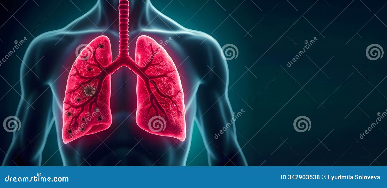 The Figure Shows the Human Lungs, the Internal Structures of the Chest ...