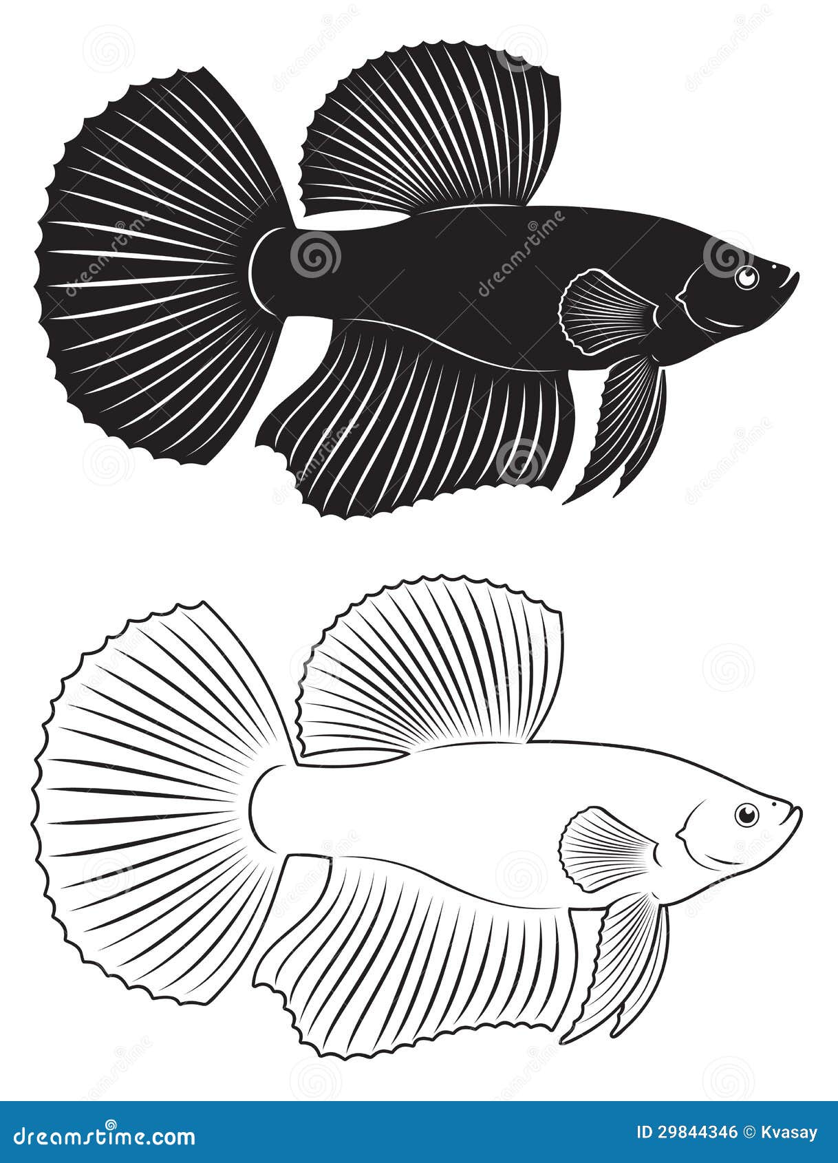 Rooster fish stock vector. Illustration of cockerel, isolated - 29844346