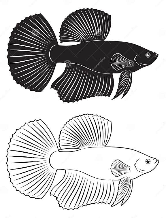 Rooster fish stock vector. Illustration of cockerel, isolated - 29844346