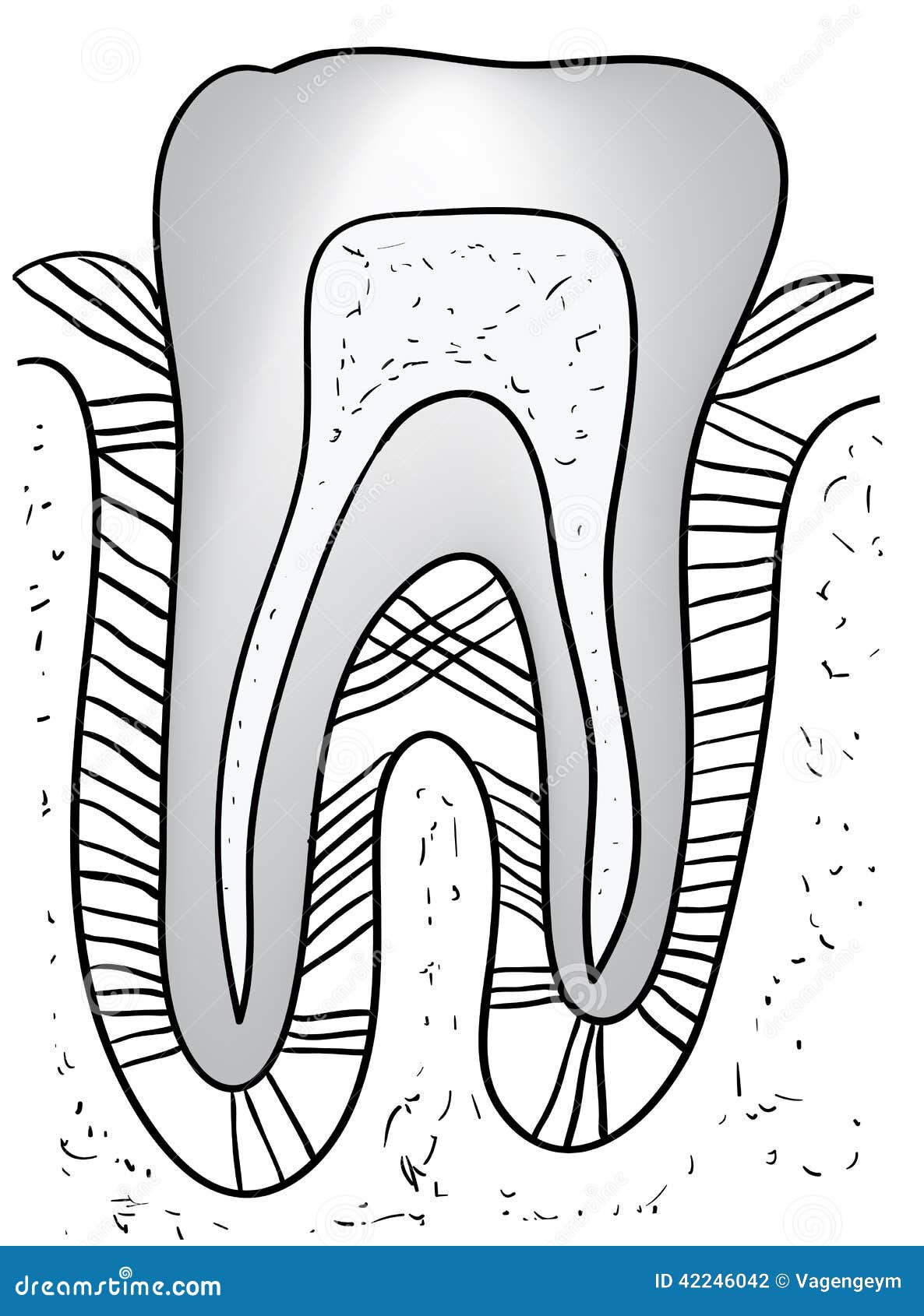 Figure tooth gum vector stock vector. Illustration of implant - 42246042