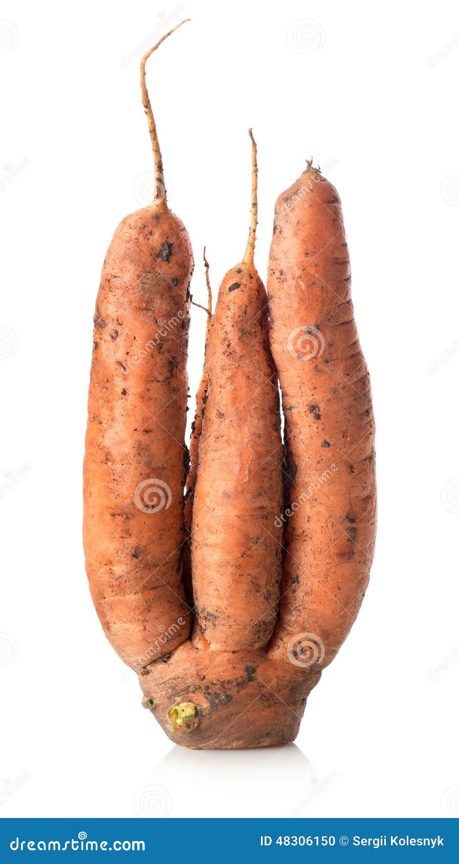 Carrot Genetic Modified Stock Photo | CartoonDealer.com #19105368