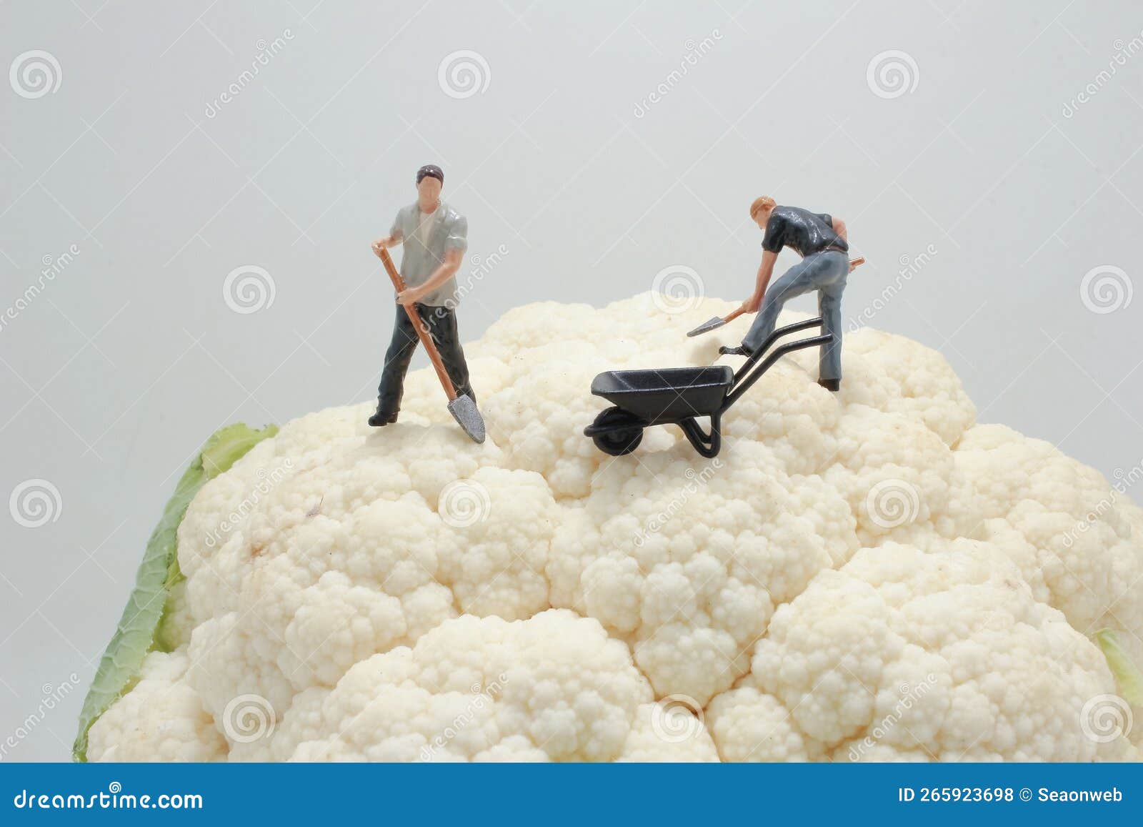A Figures Worker on Whole Cauliflower Vegetable Stock Photo - Image of ...