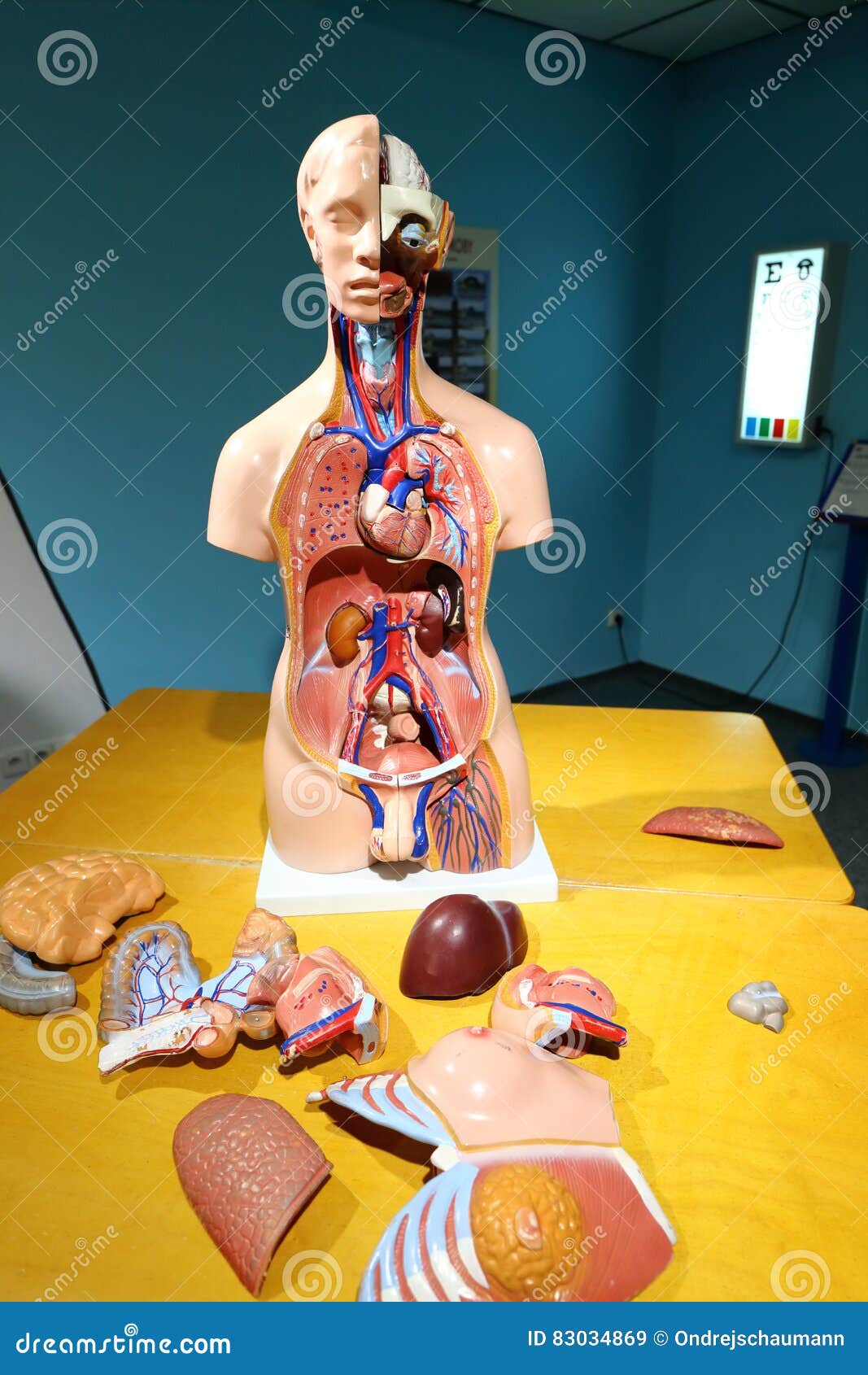 Figurine du corps humain image stock. Image du dissection - 83034869