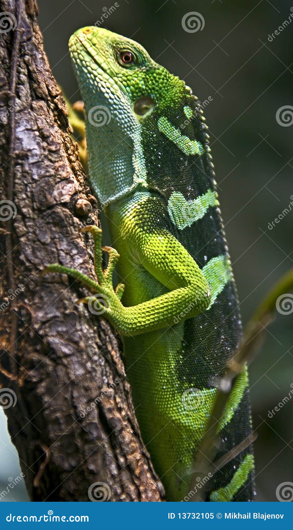 Fiji banded iguana 2 stock image. Image of lizard, branch - 13732105