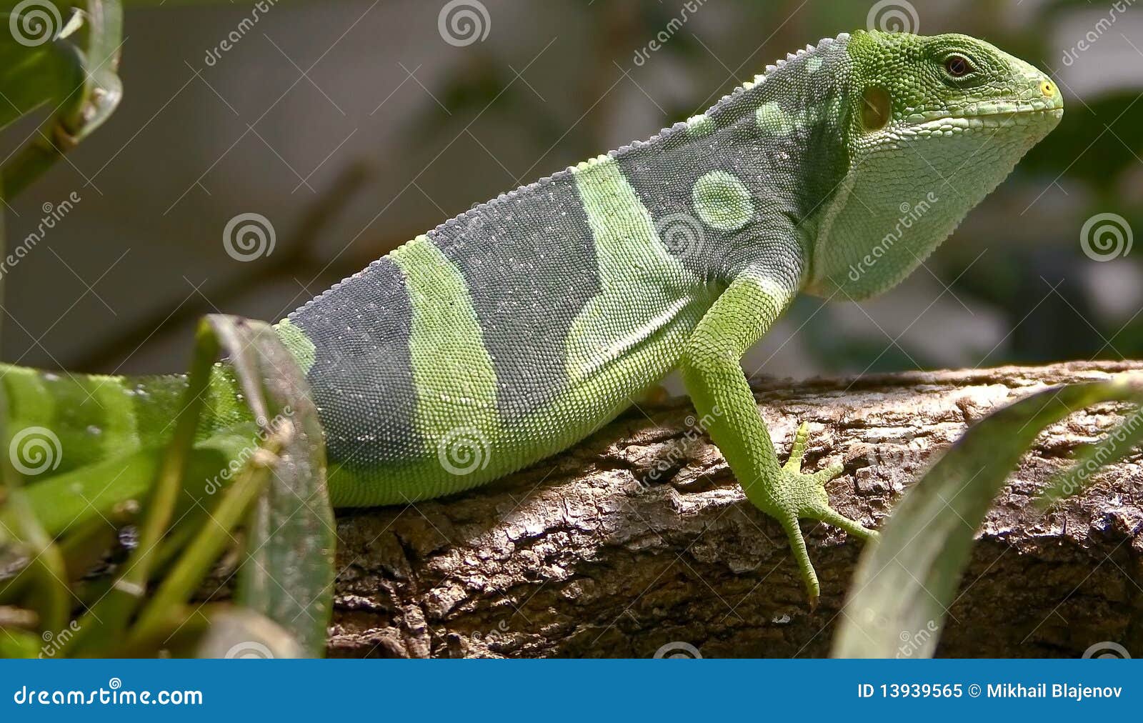 Fiji banded iguana 3 stock image. Image of nice, portrait - 13939565