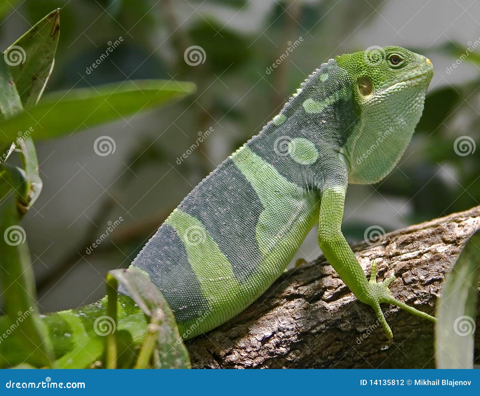 Fiji banded iguana 4 stock photo. Image of terrarium - 14135812