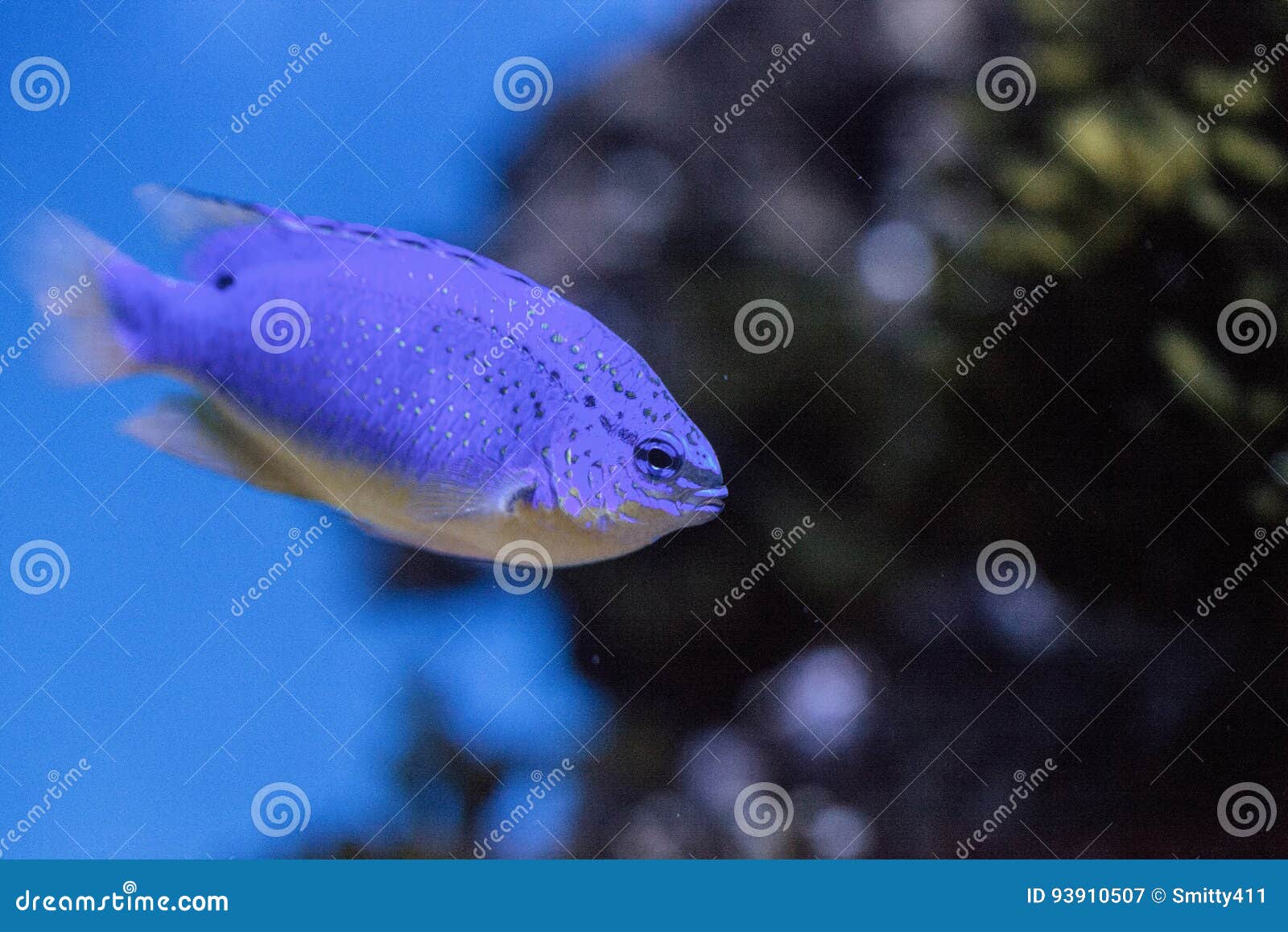 Fiji Blue Damselfish - Chrysiptera Taupou Stock Photo | CartoonDealer ...