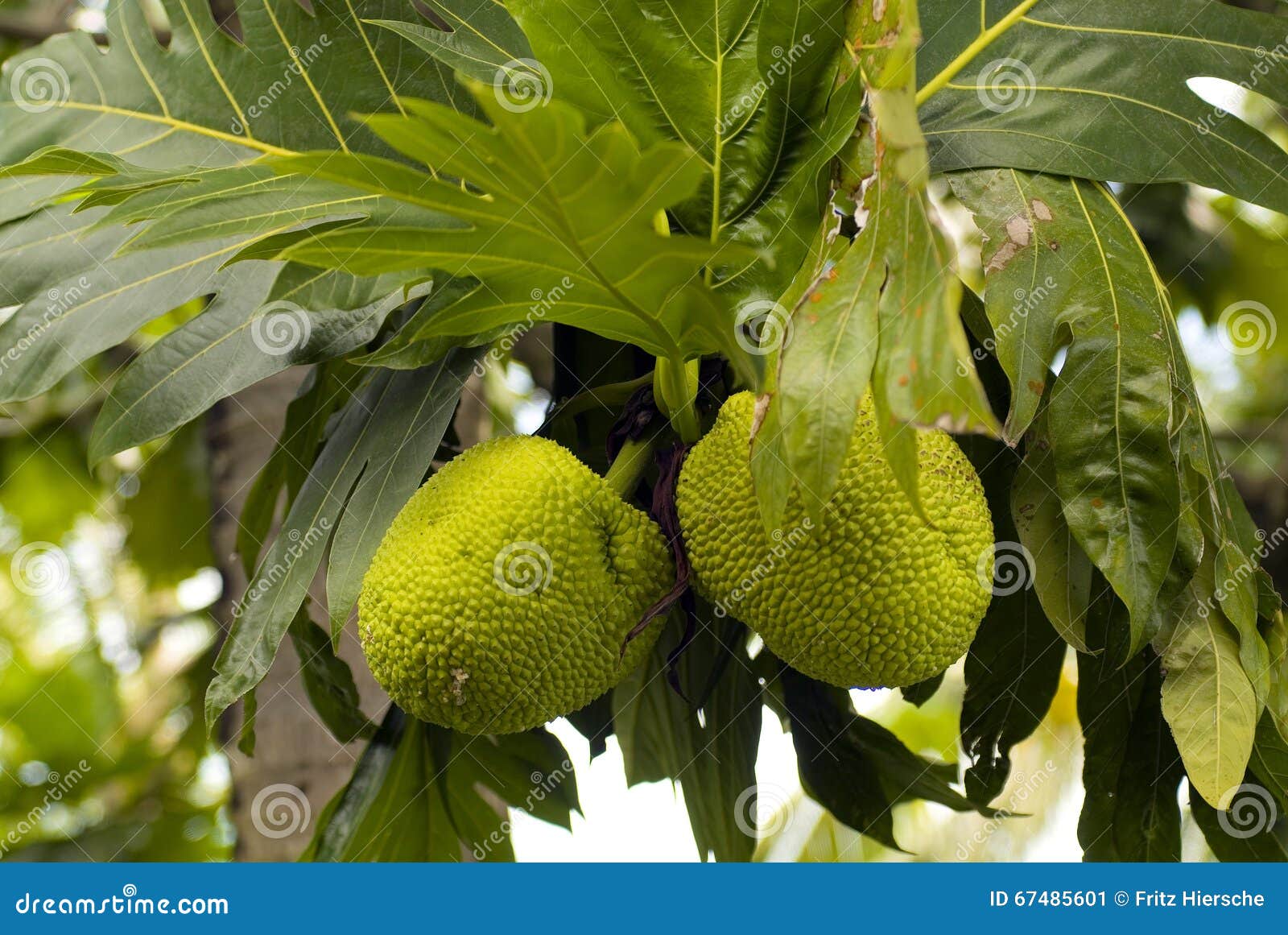 Fiji, Botany stock image. Image of fiji, fruits, plant - 67485601
