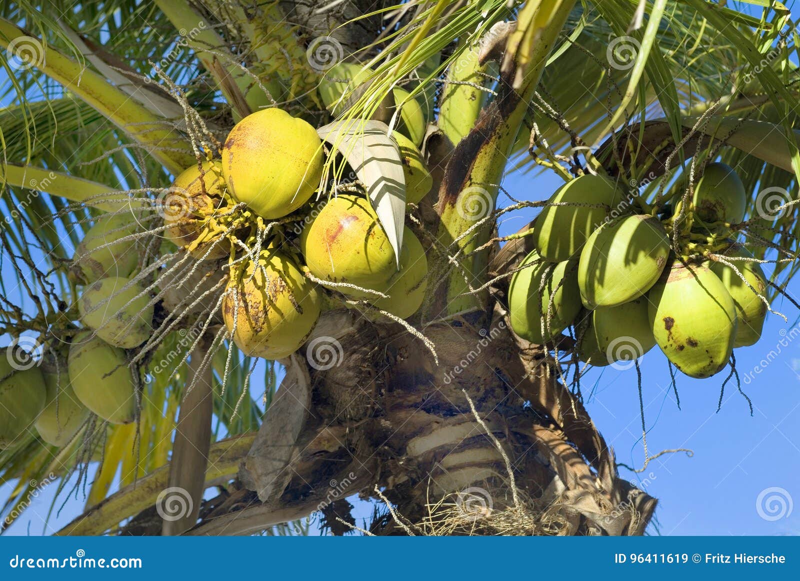 Fiji, Coconut palm stock image. Image of palm, fruit - 96411619
