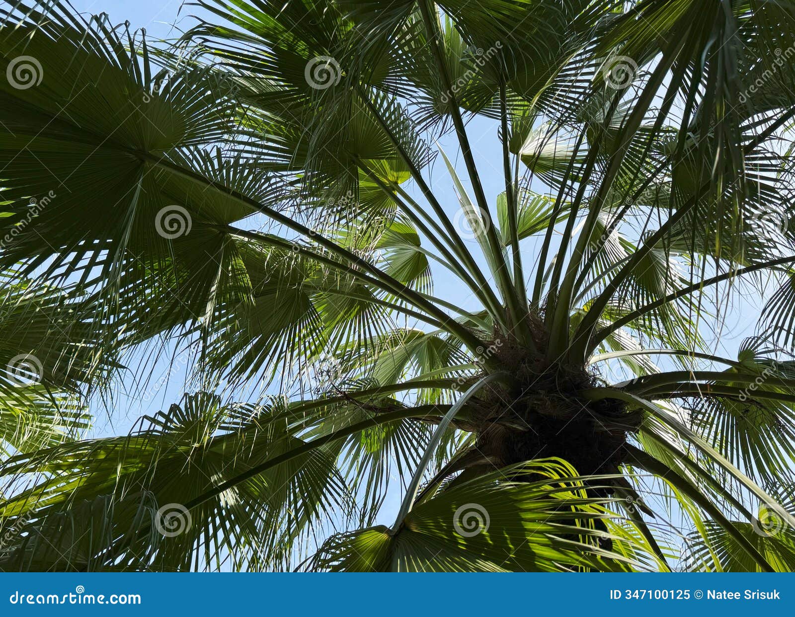 Fiji Garden Art Royalty-Free Stock Photo | CartoonDealer.com #51511179