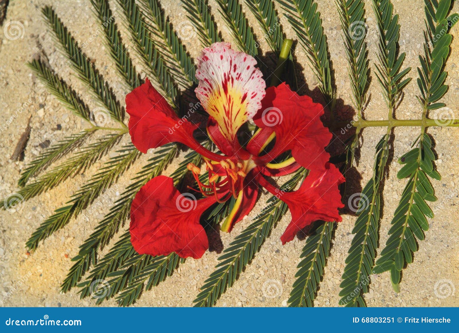 Fiji Island, Botany stock image. Image of melanesia, malolo - 68803251