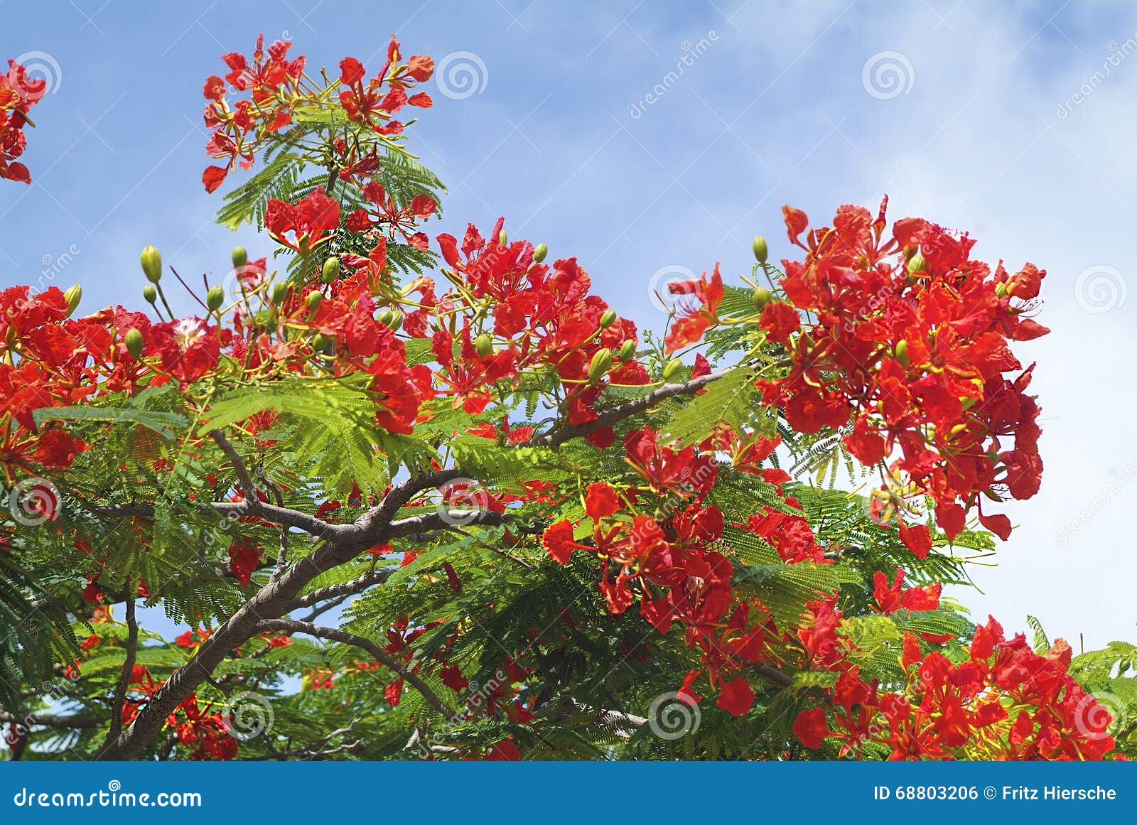 Fiji Island, stock photo. Image of regia, fiji, malolo - 68803206