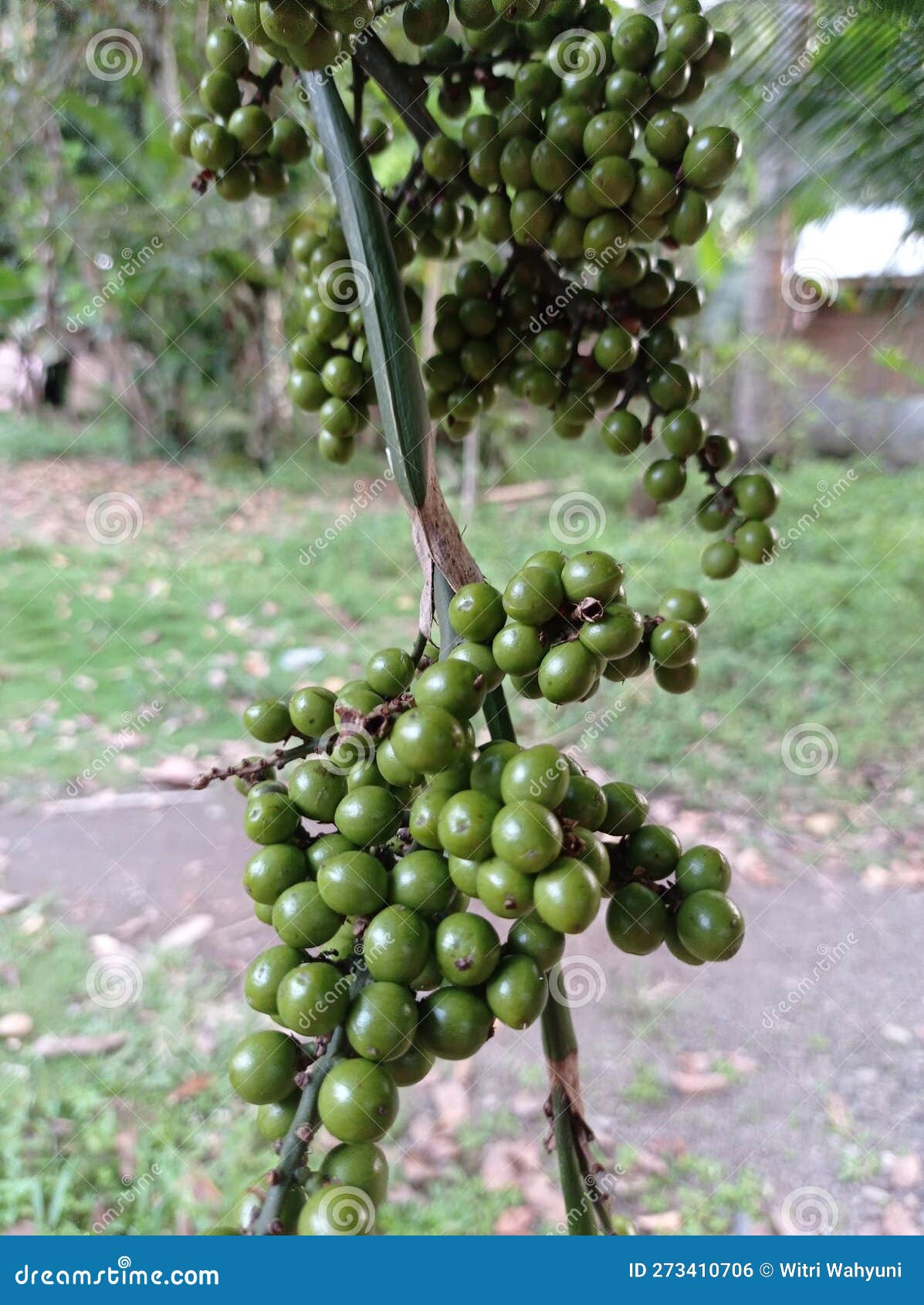 Fiji Fan Palm In The Park Royalty-Free Stock Image | CartoonDealer.com ...