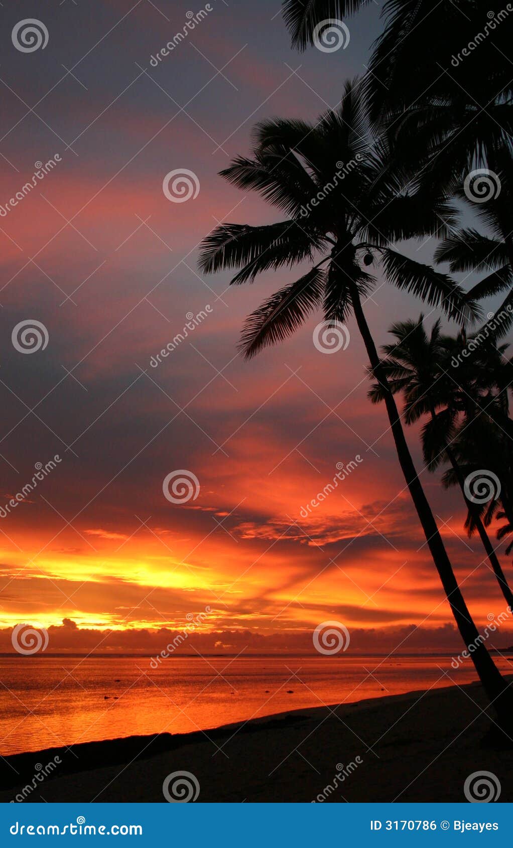 Fiji sunset stock photo. Image of relaxation, tree, idyllic - 3170786