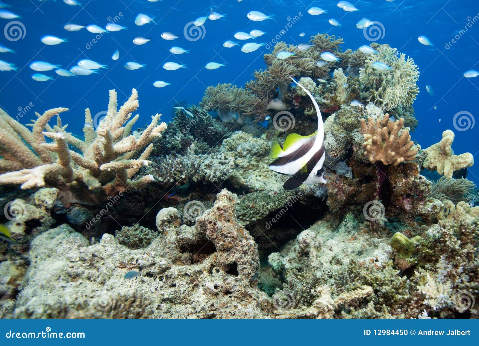 Fiji Underwater stock photo. Image of fish, pacific, life - 12984450