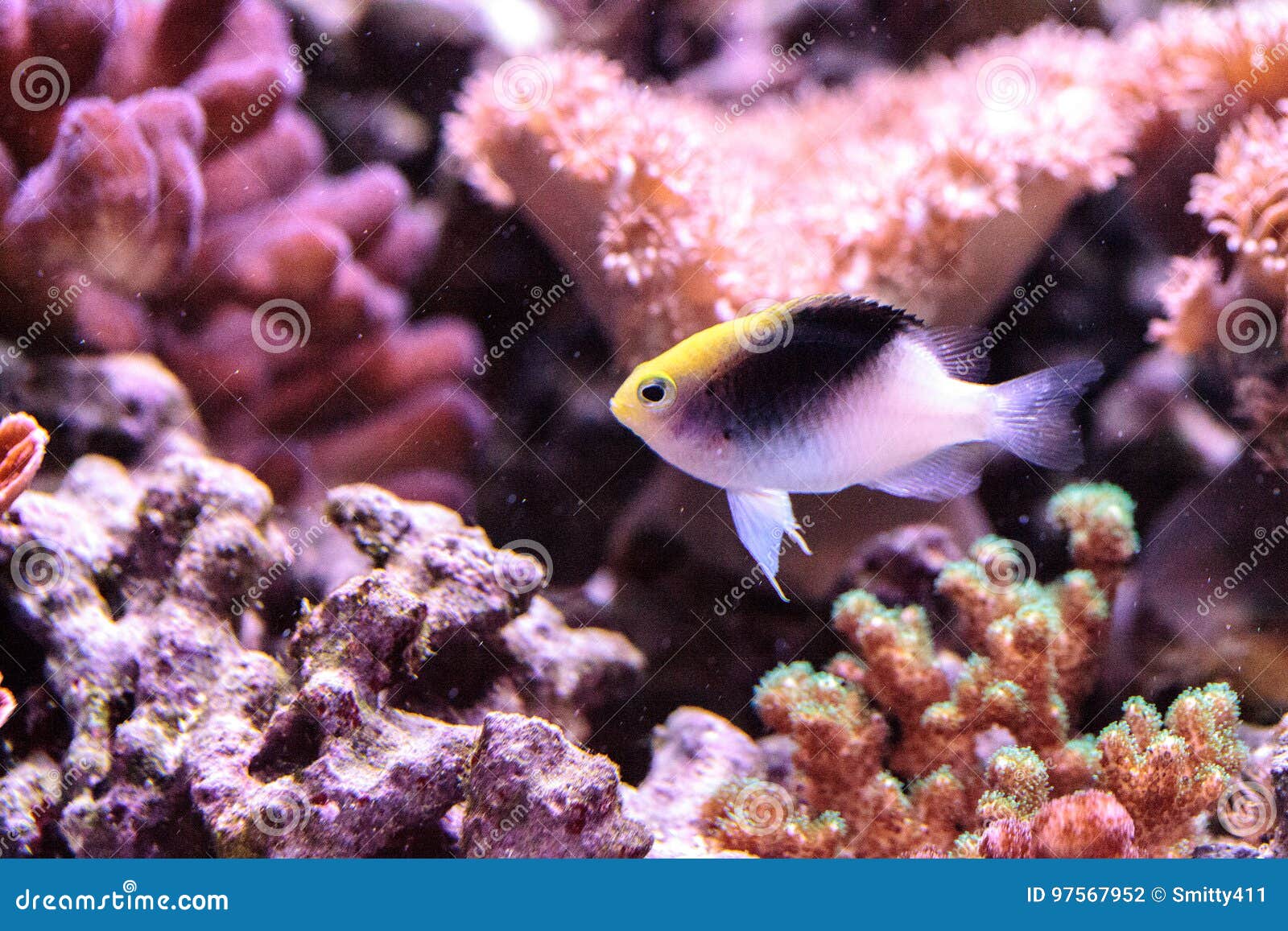 Fiji Yellow Head Damsel Chrysiptera Rollandi Stock Photo - Image of ...