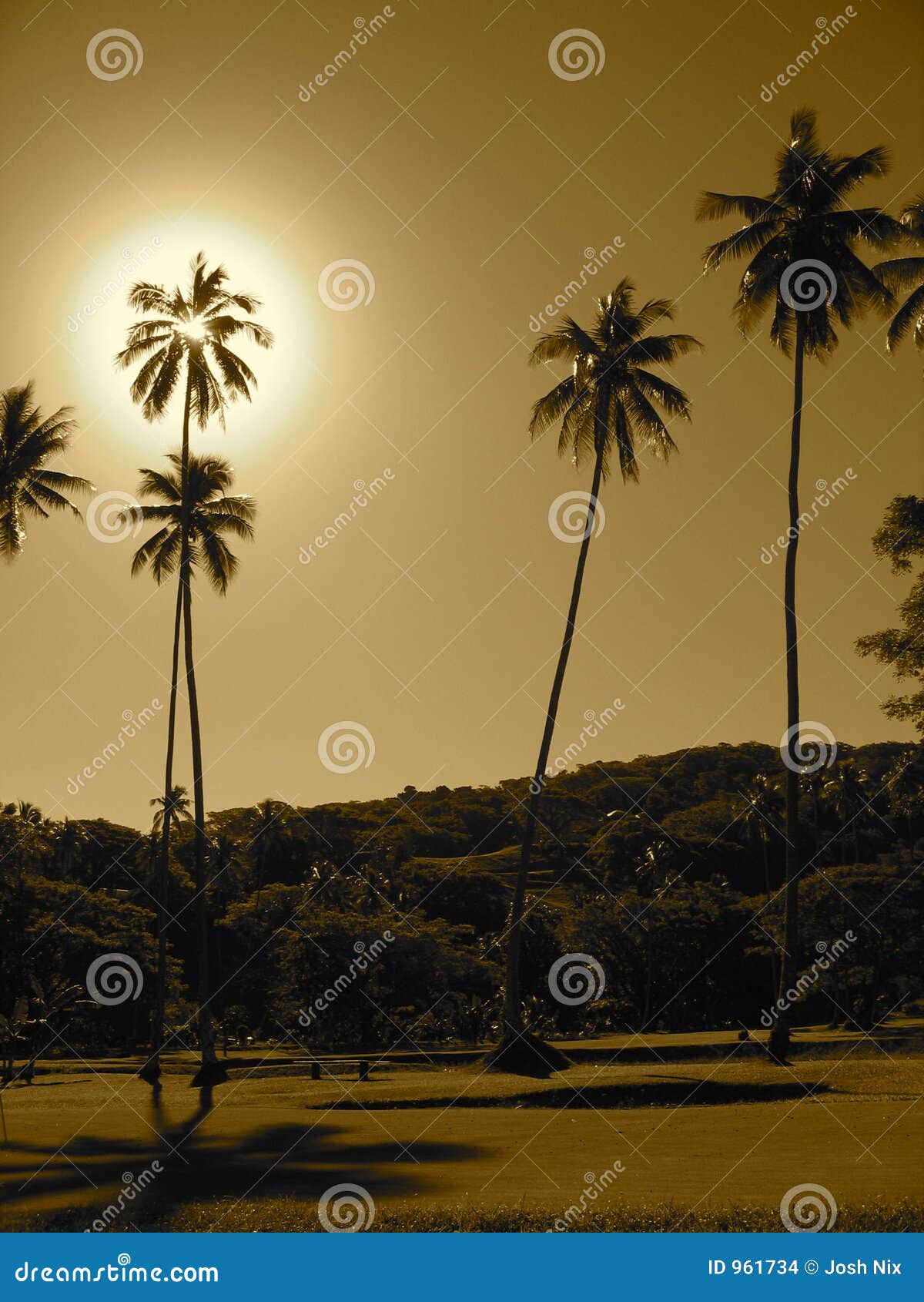 Fijian Palm Trees stock photo. Image of island, fiji, sepia - 961734