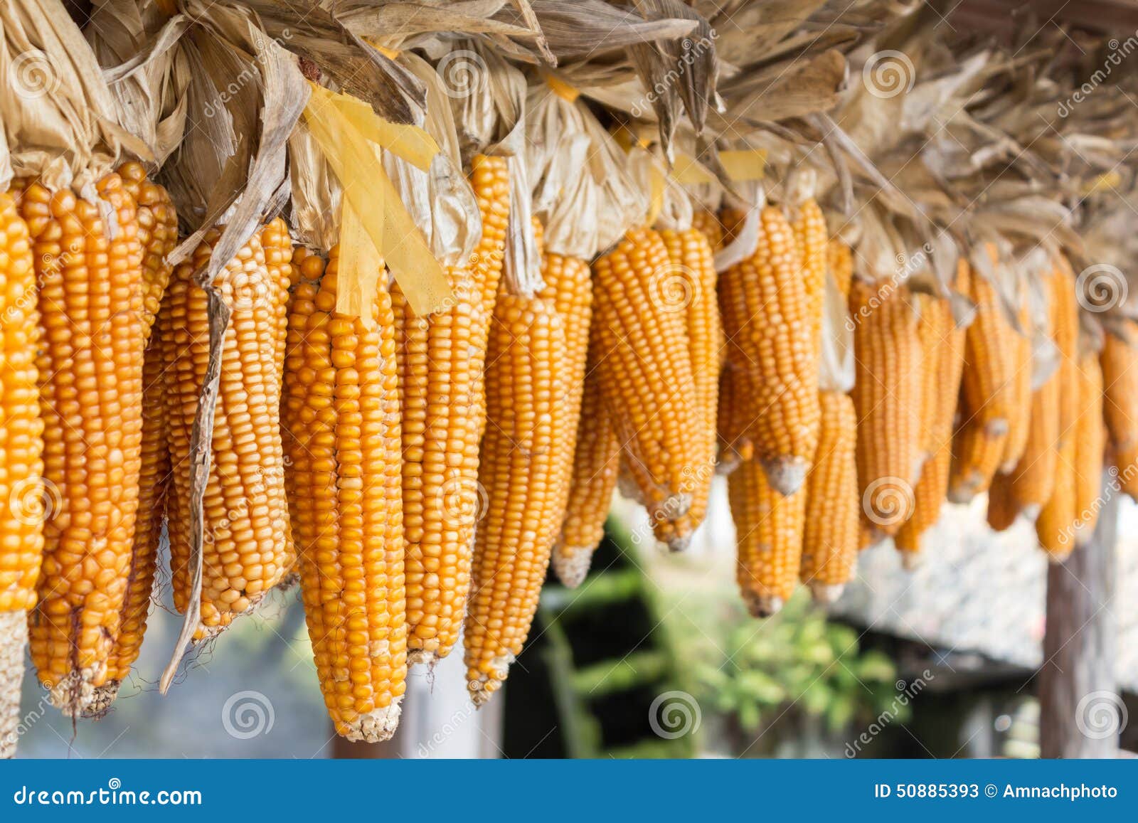 Fila De Colgar La Mazorca De Maíz Seca Imagen de archivo - Imagen de ...