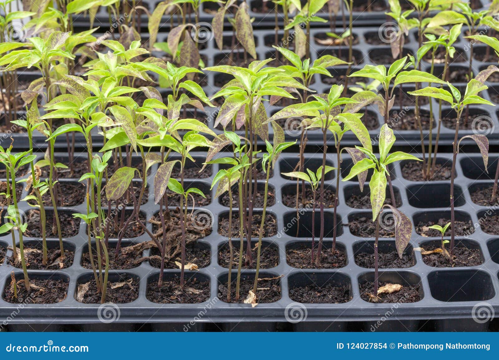 Fila De La Planta Sembrada Joven Foto de archivo - Imagen de ...