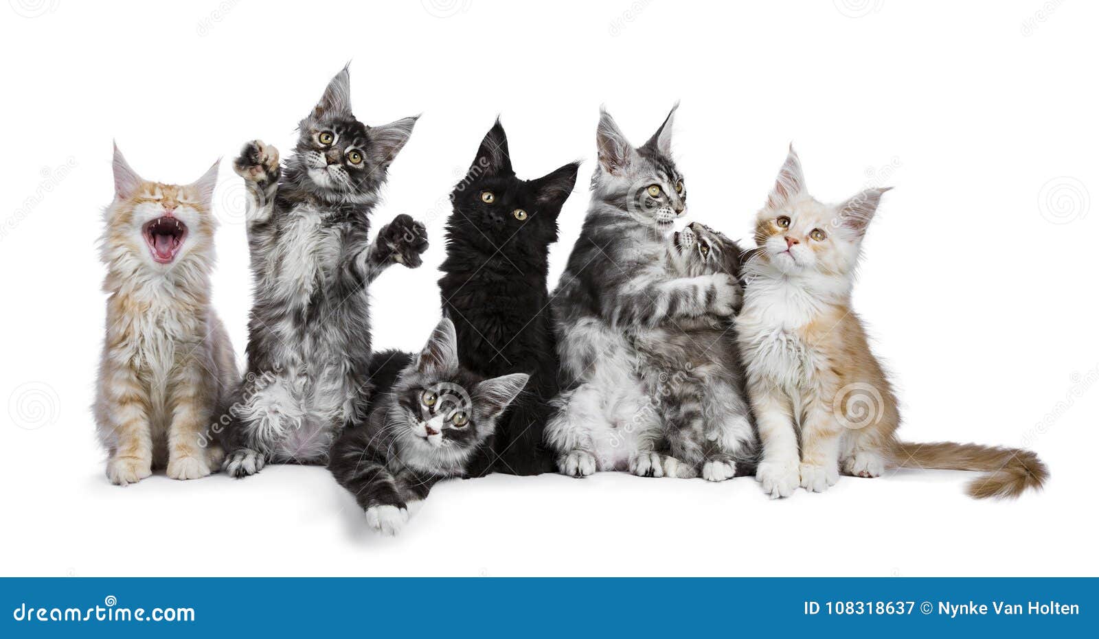 Fila De Siete Maine Coons En Blanco Imagen de archivo - Imagen de grupo ...