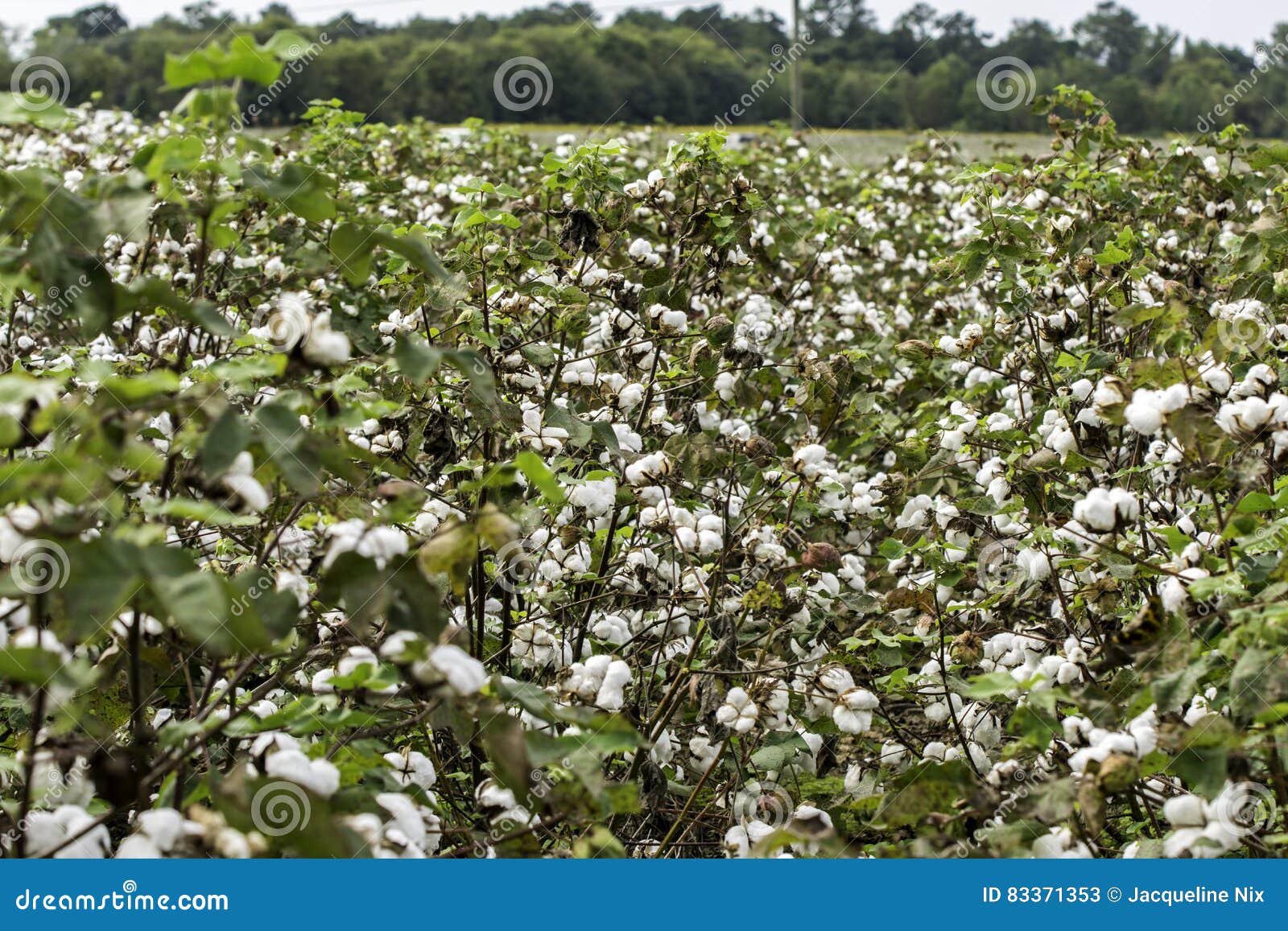 Fila Di Cotone Maturo Prima Del Raccolto Immagine Stock - Immagine di ...
