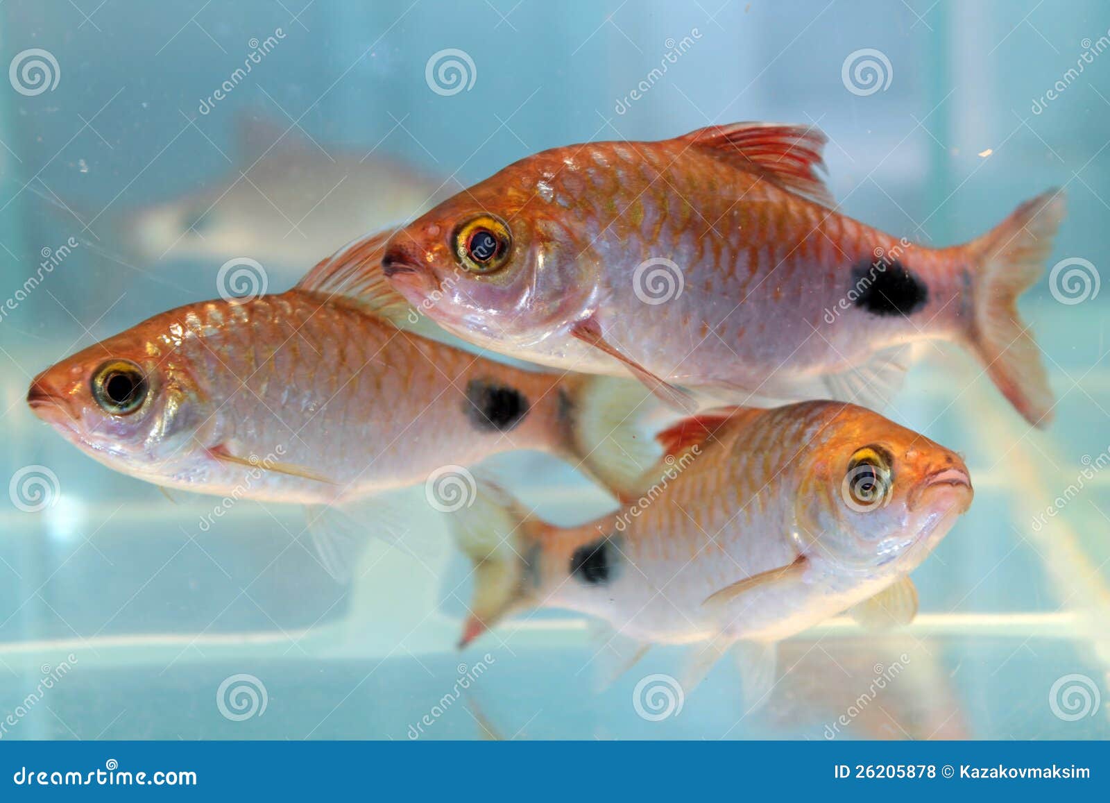 Filament Barb (Puntius Filamentosus) Stock Photo - Image of spots ...