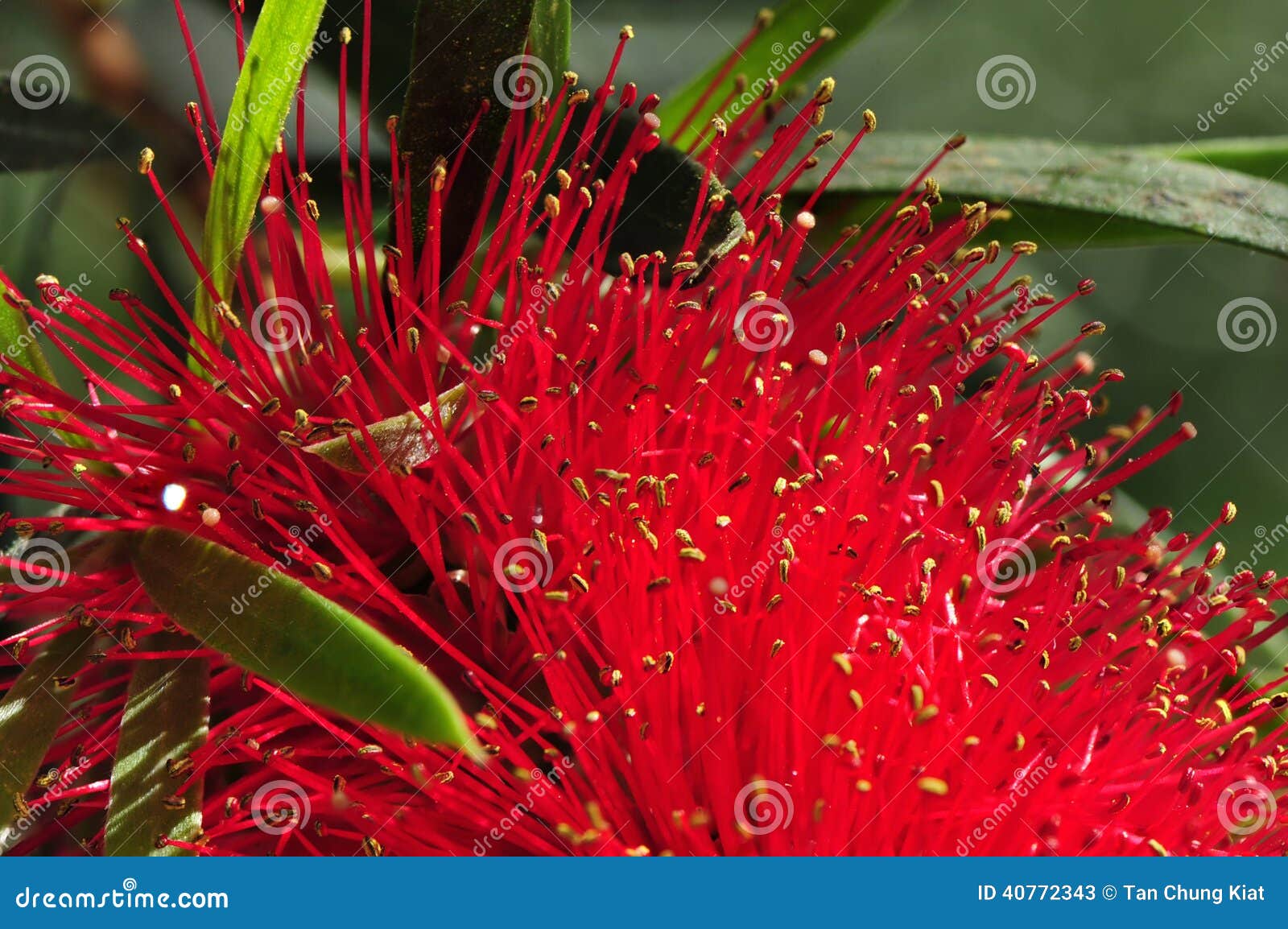 Filament of mimosa tree stock image. Image of garden - 40772343