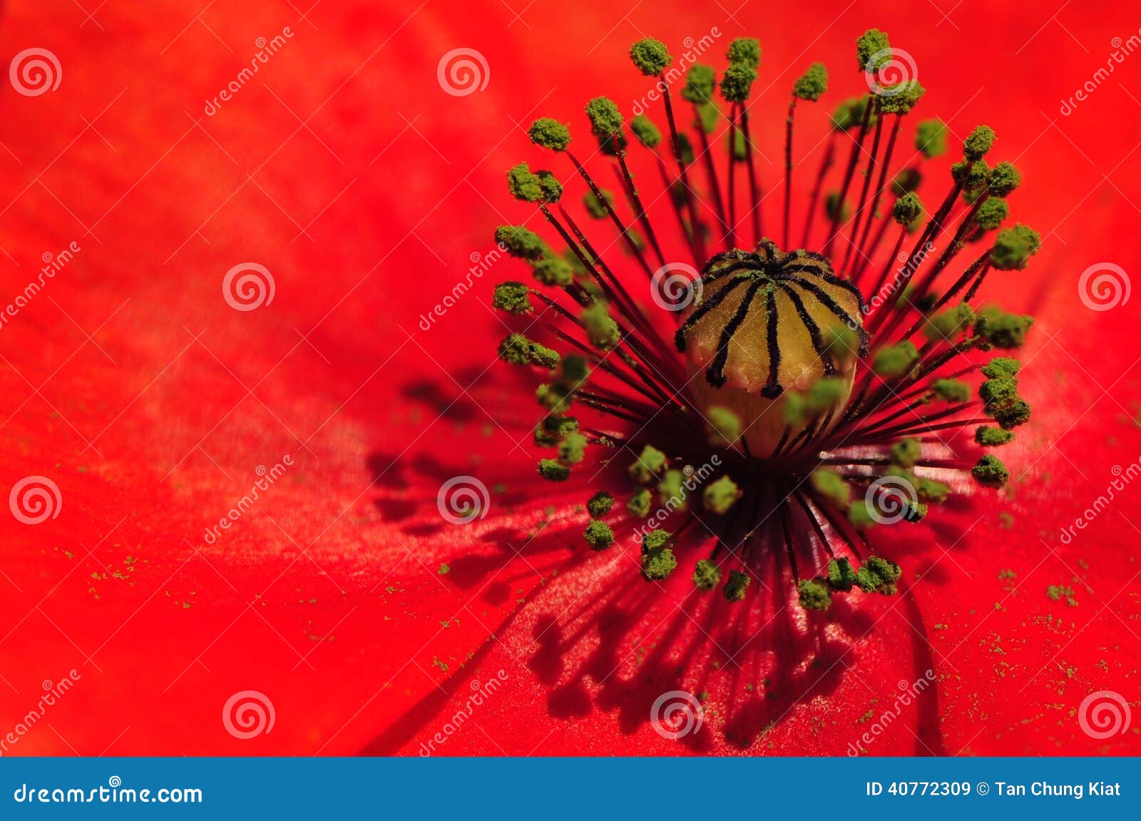 Budding: Filament, Anther, Of A Hibiscus Flower Royalty-Free Stock ...
