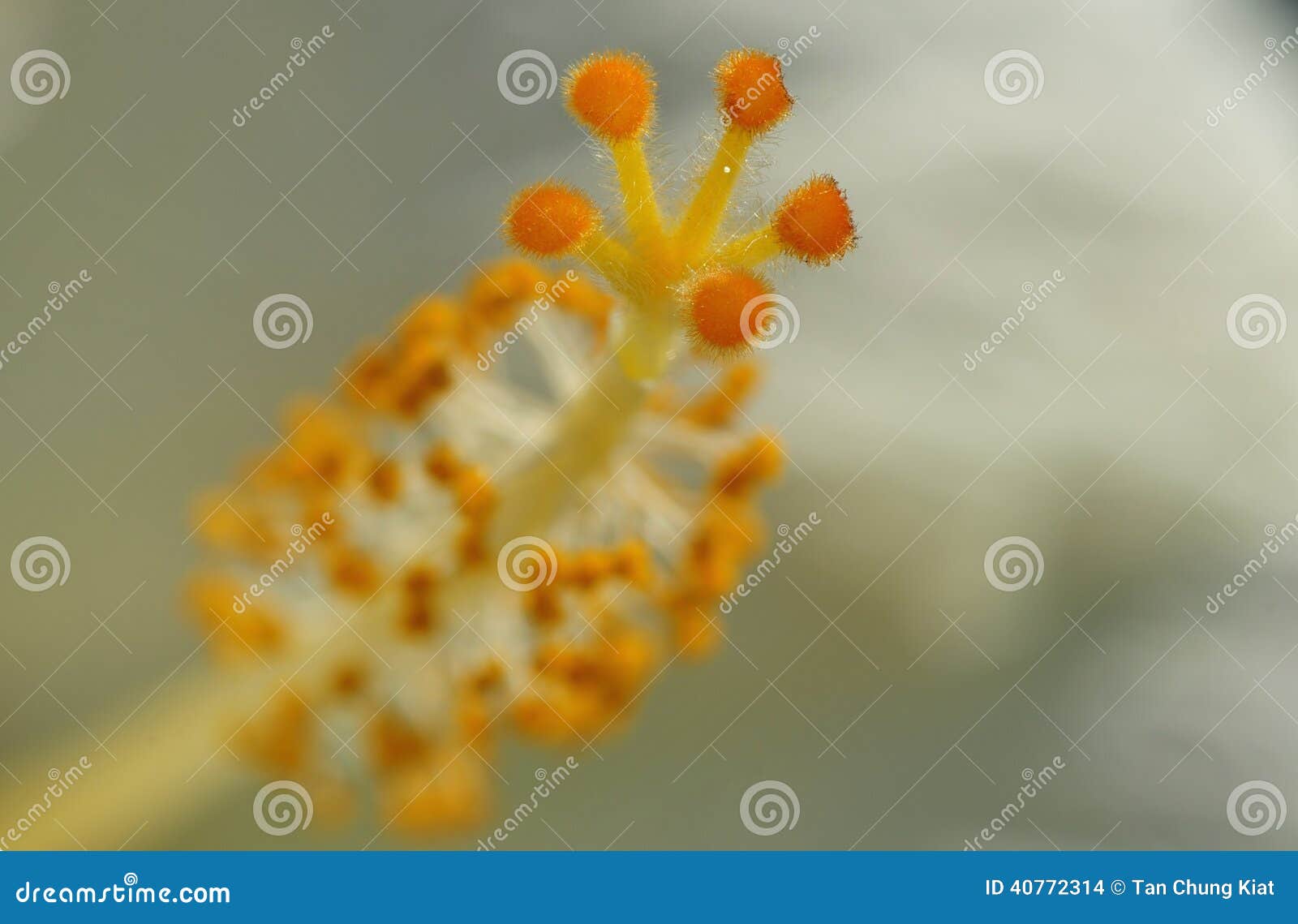 Budding: Filament, Anther, Of A Hibiscus Flower Royalty-Free Stock ...