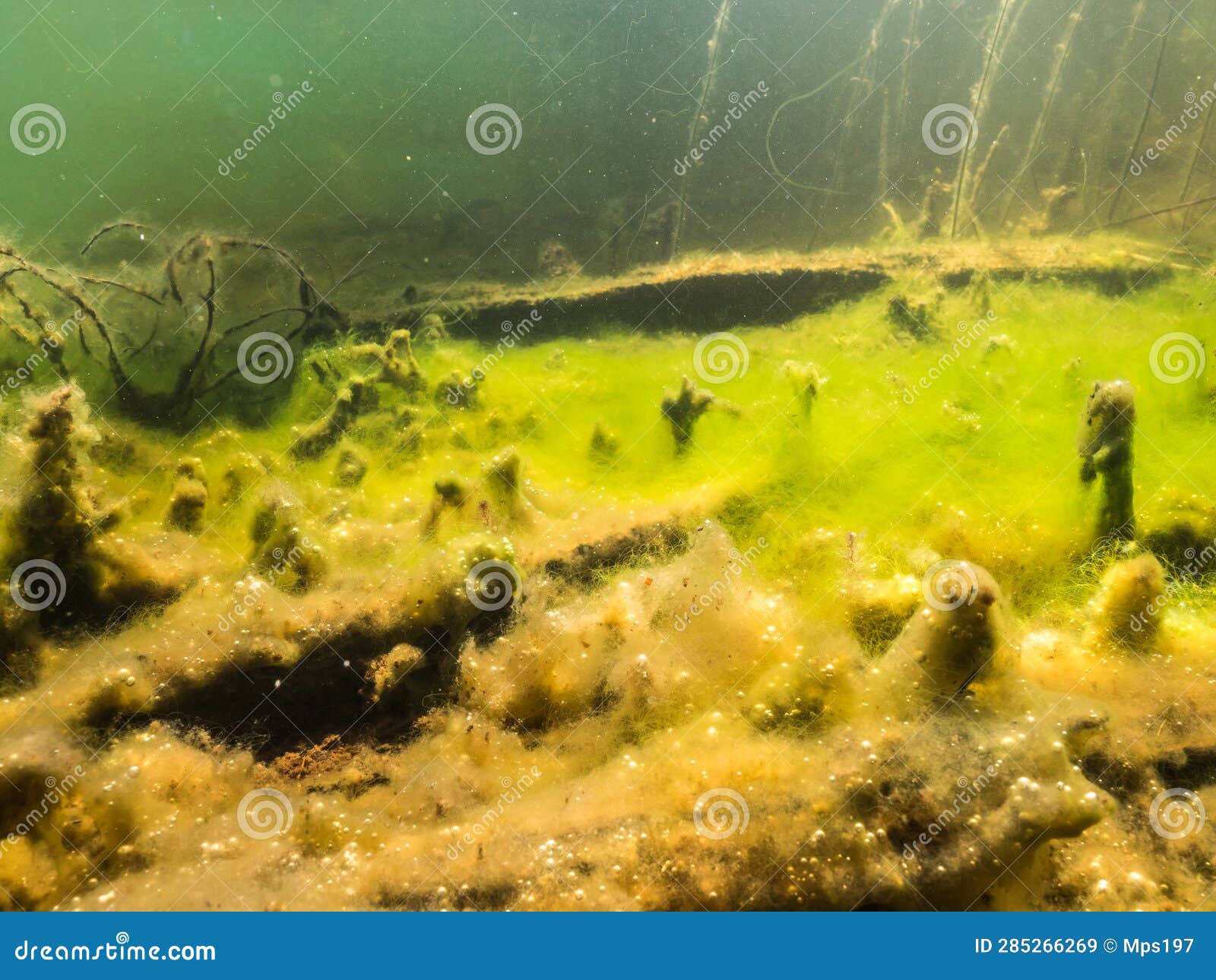 Filamentous Algae Over Lake Bottom Stock Image - Image of green ...