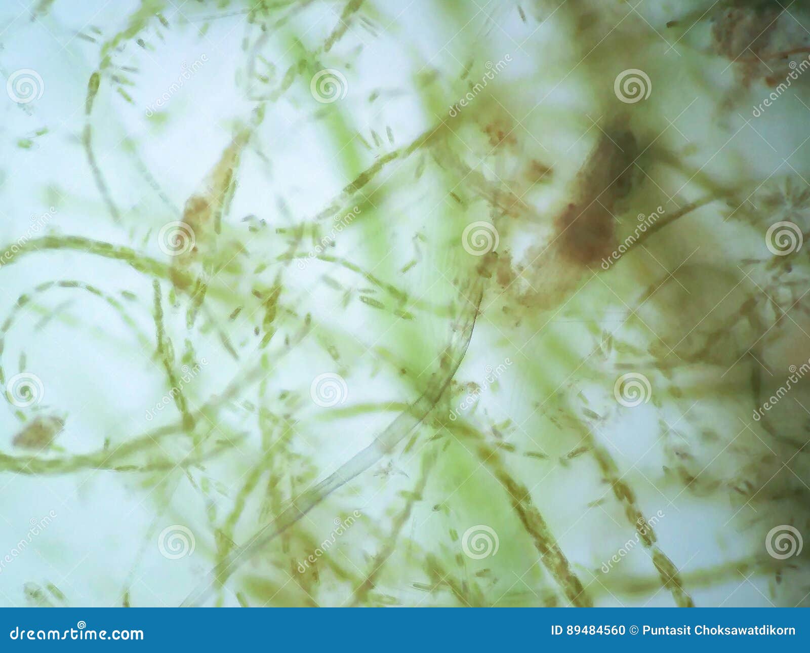 Filamentous algae stock photo. Image of desmid, desmidiacea - 89484560