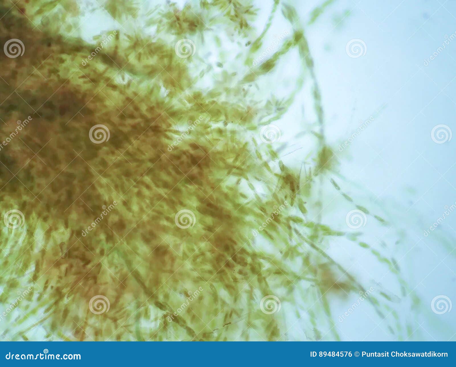 Filamentous algae stock photo. Image of life, color, cell - 89484576