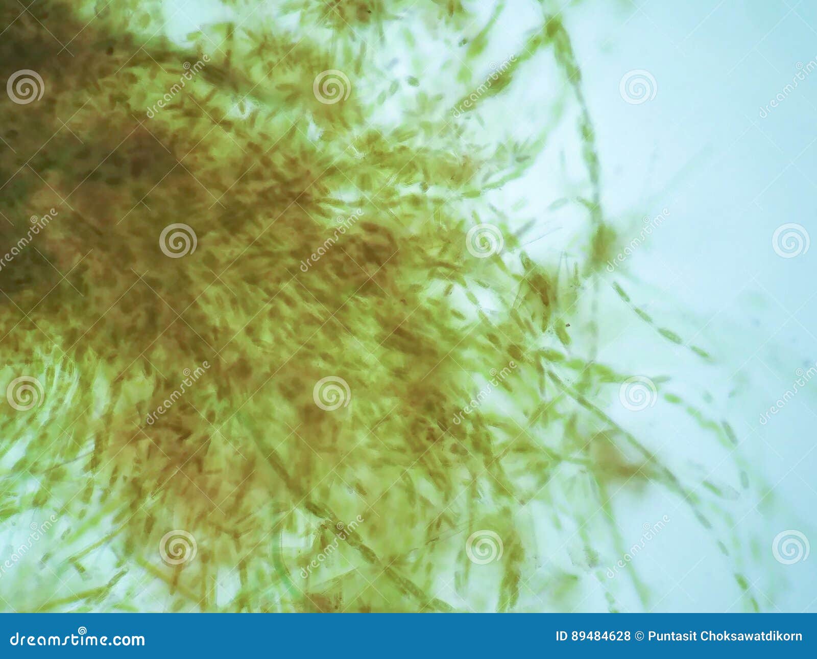 Filamentous algae stock photo. Image of botanical, creek - 89484628