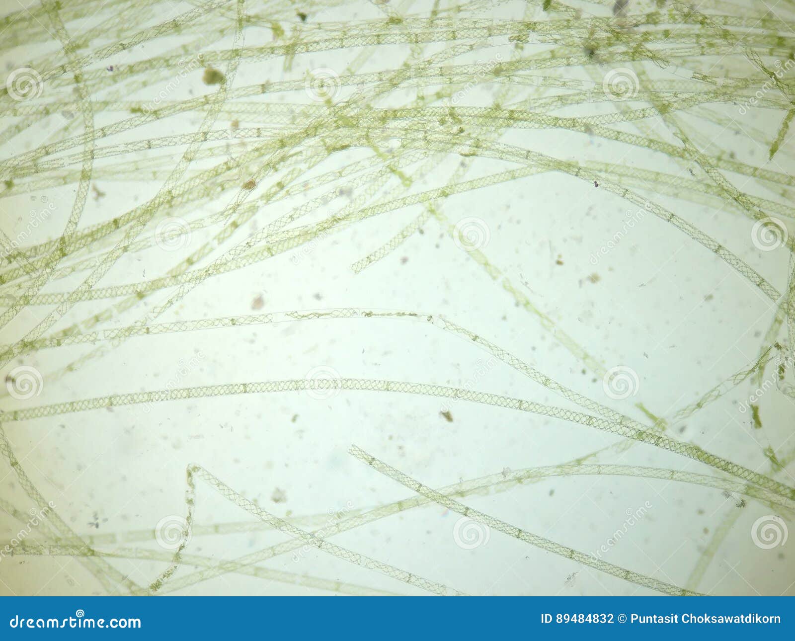 Filamentous Algae Stock Photography | CartoonDealer.com #89484560