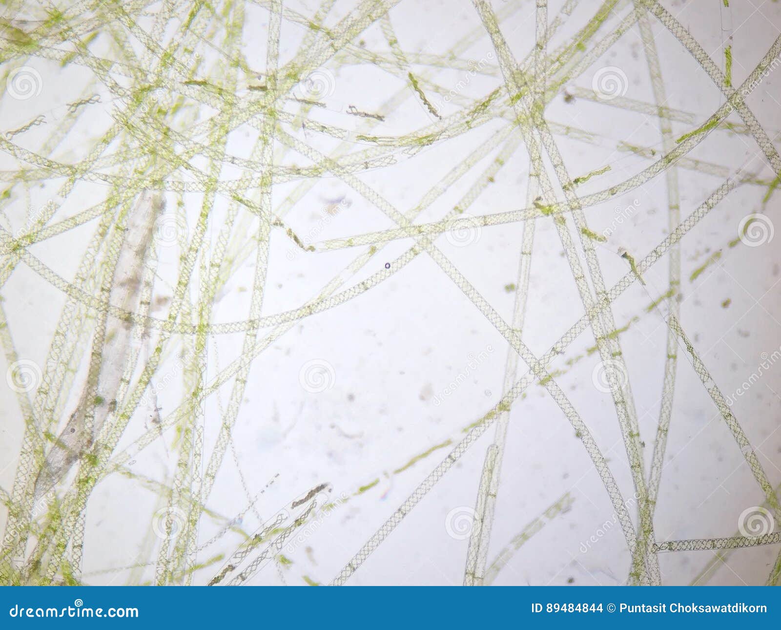 Filamentous algae stock photo. Image of algae, benthic - 89484844